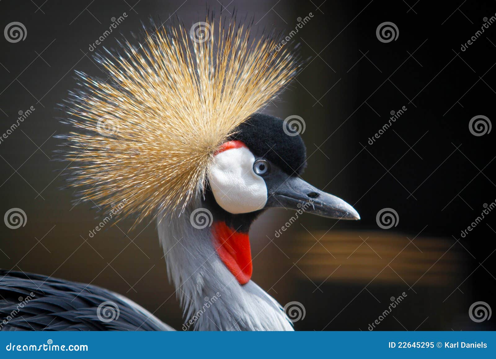 African Crowned Stork stock image. Image of wilderness - 22645295
