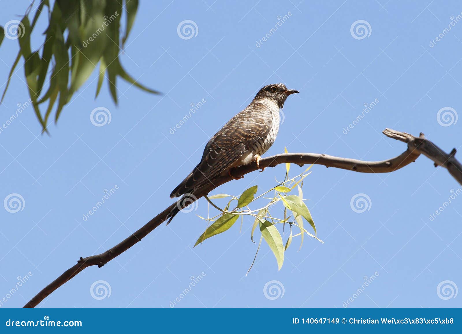 African Cuckoo Cuculus Gularis Stock Image - Image of brown, park ...