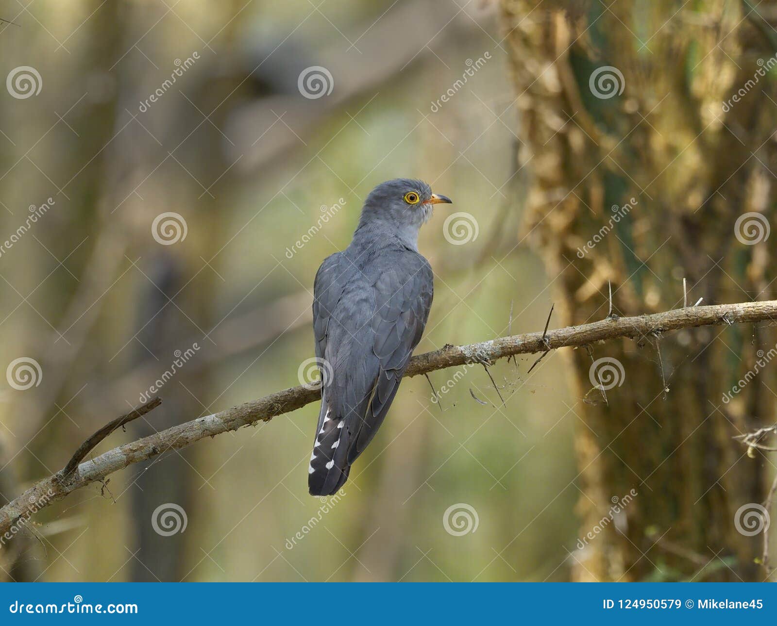 African Cuckoo, Cuculus Gularis Stock Image - Image of bird, african ...