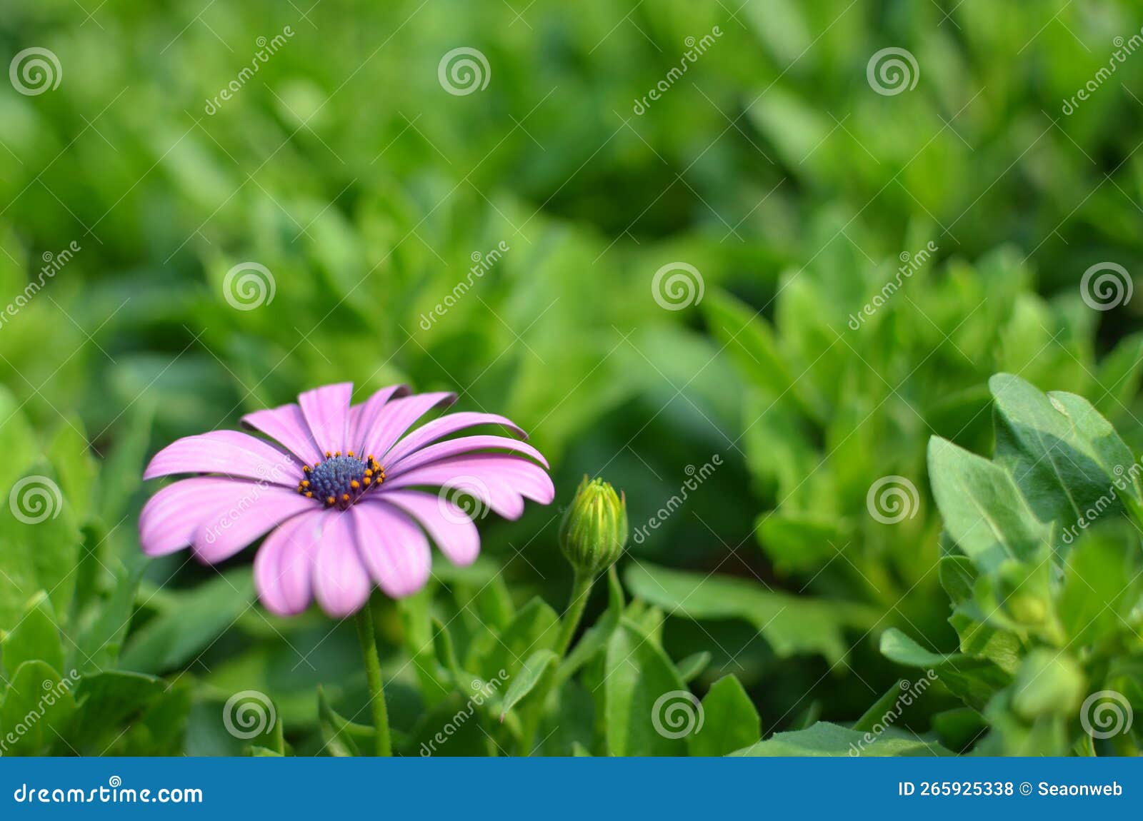 The African Daisies. a Tiny Pink Flower Stock Photo - Image of design ...