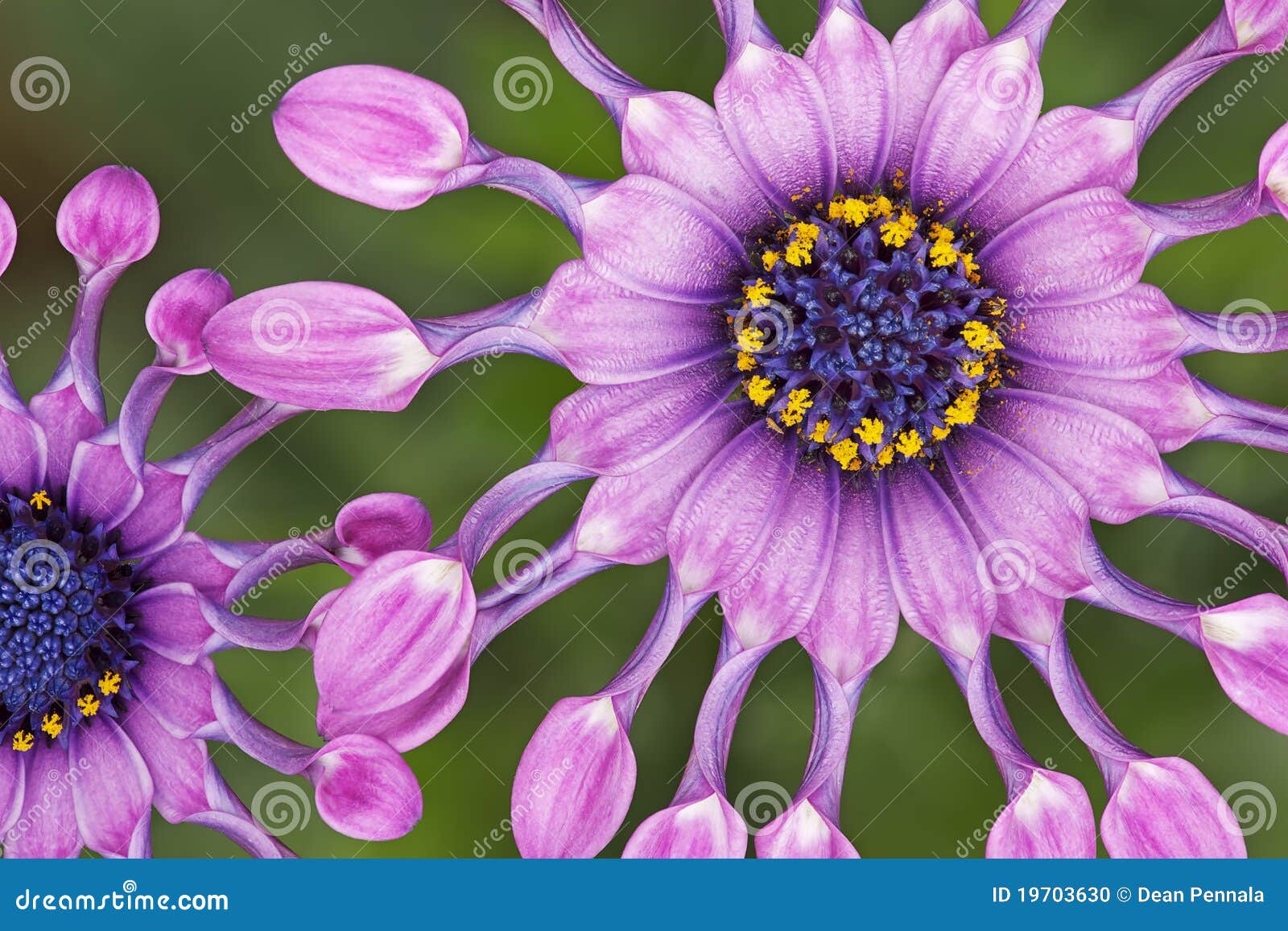 152 African Daisy Stamens Photos - Free & Royalty-Free Stock Photos ...