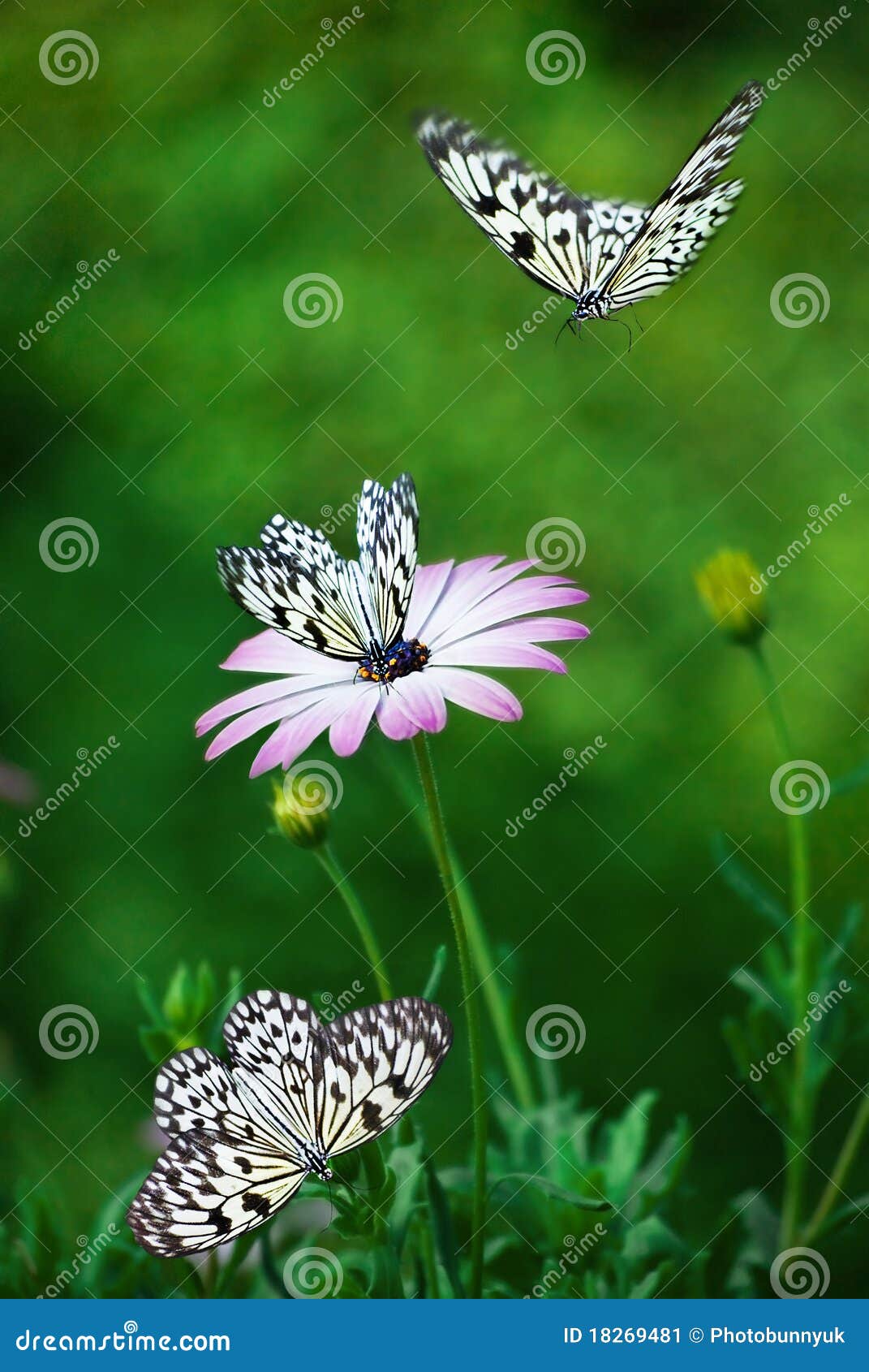 African Daisy with Butterflies. Stock Image - Image of feeding ...