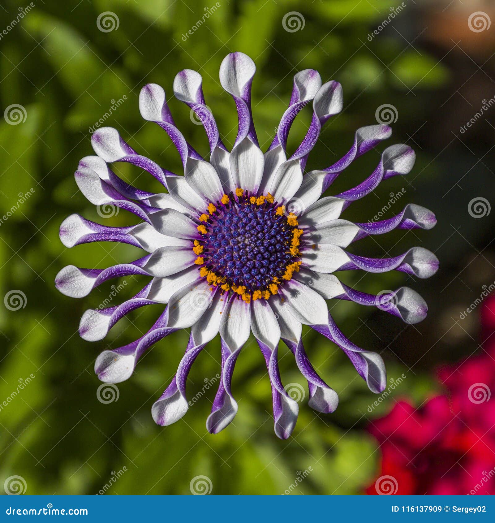 African Daisy flower stock image. Image of daytime, chamomileflower ...