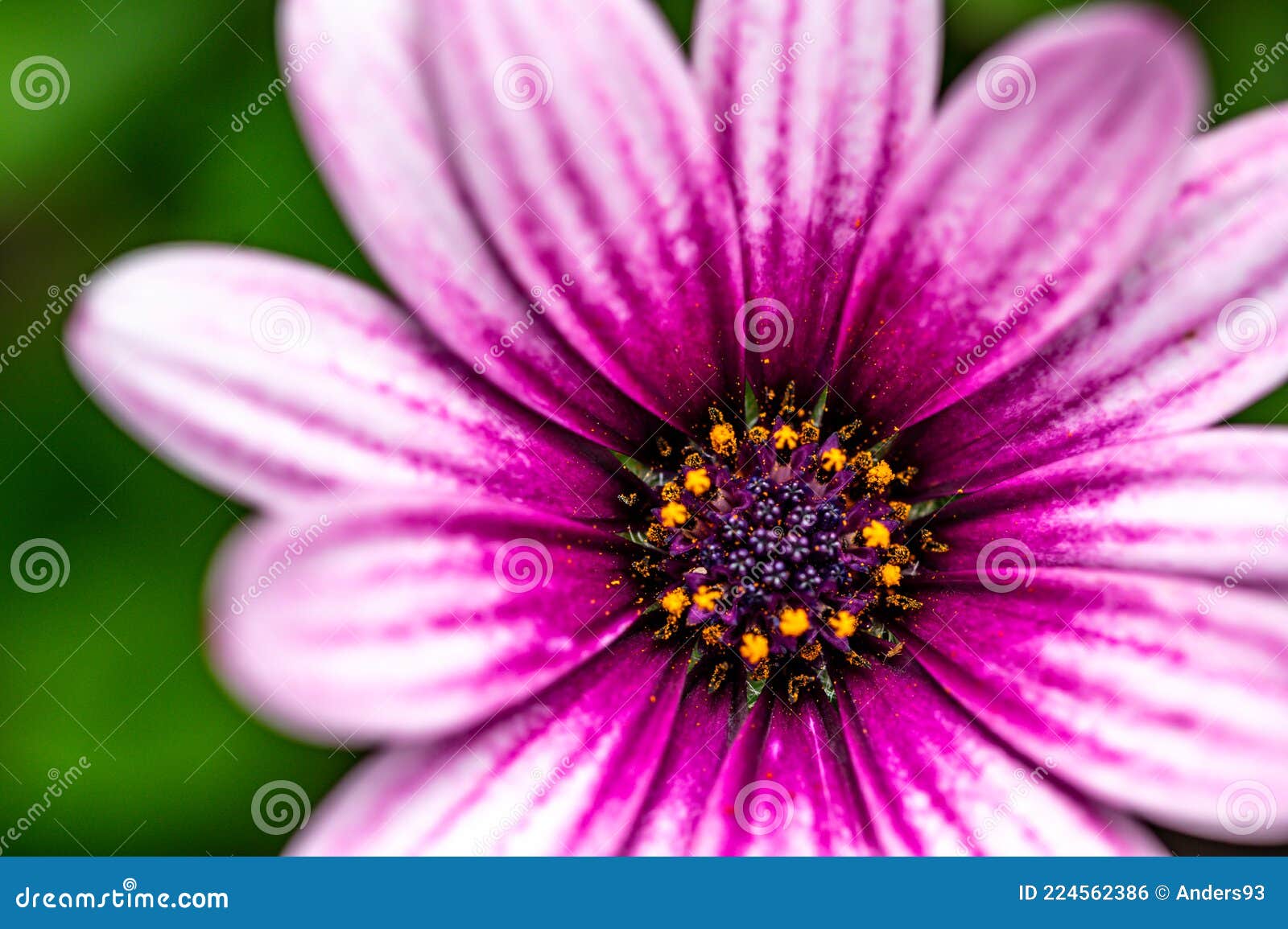 Light Purple Osteospermum, Also Known As Soprano Purple, African Daisy ... Light Purple Osteospermum, Also Known As Soprano Purple, African Daisy ...