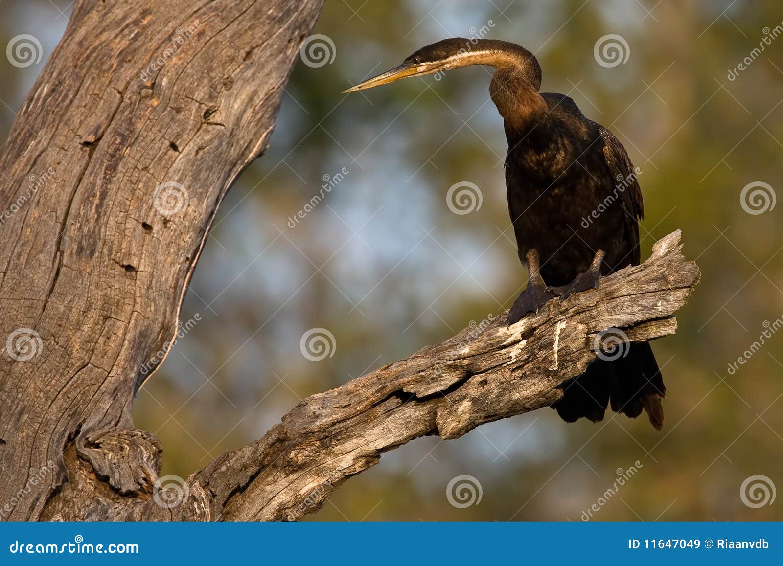 African Darter stock image. Image of african, nature - 11647049