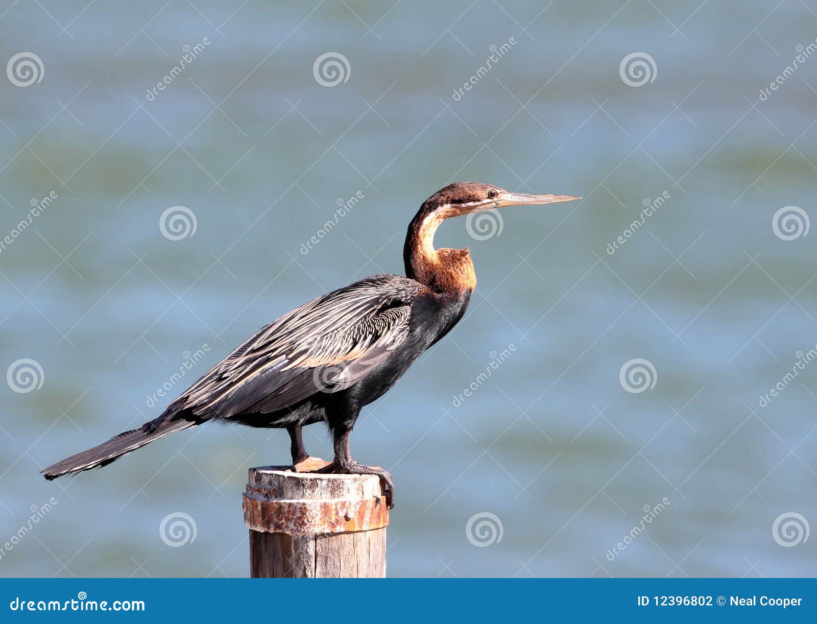 African Darter stock photo. Image of rufa, snake, water - 12396802