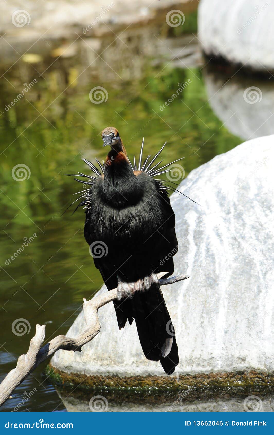 African Darter stock photo. Image of feathers, anhinga - 13662046