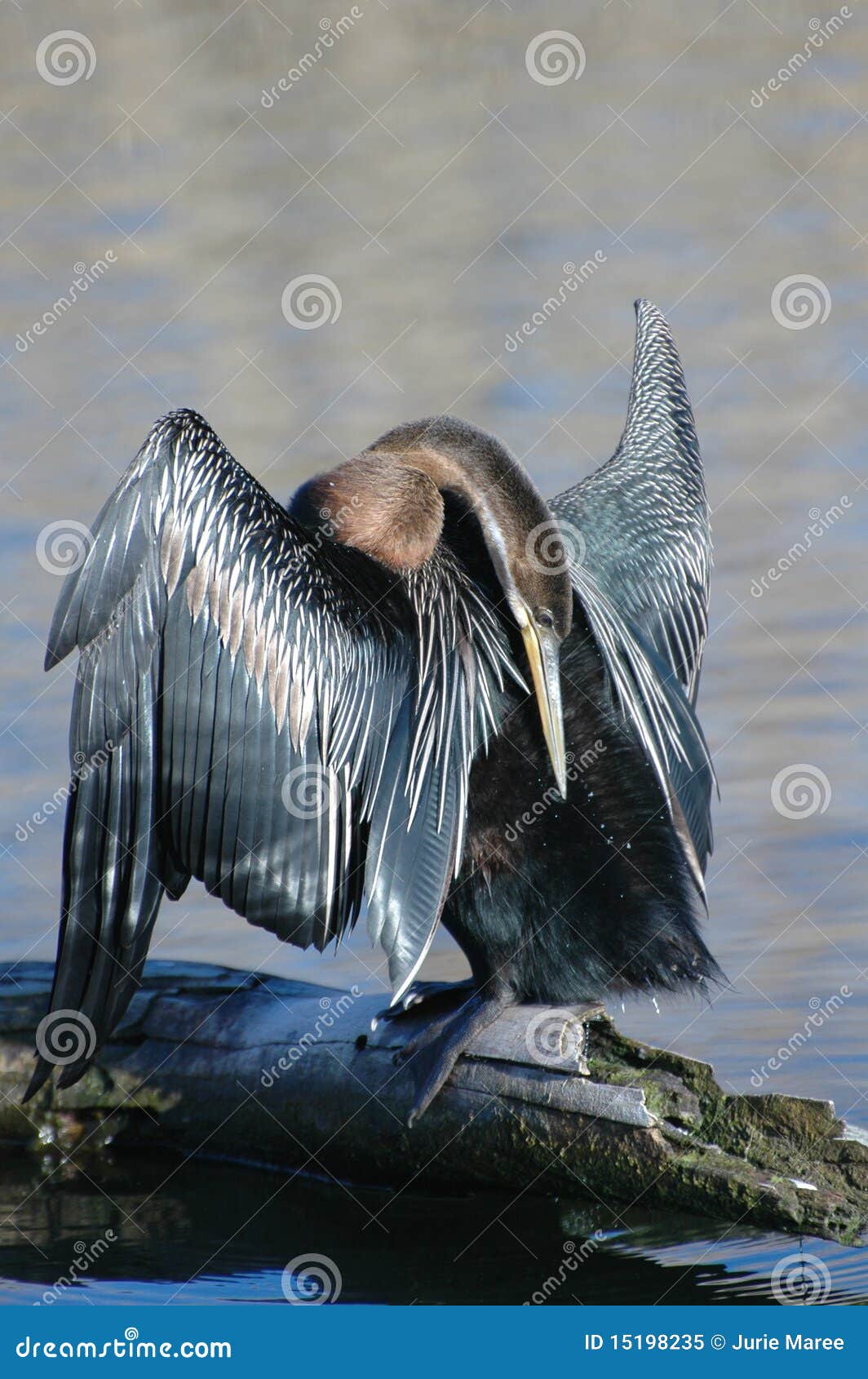 African Darter stock image. Image of bird, nature, sunbathing - 15198235