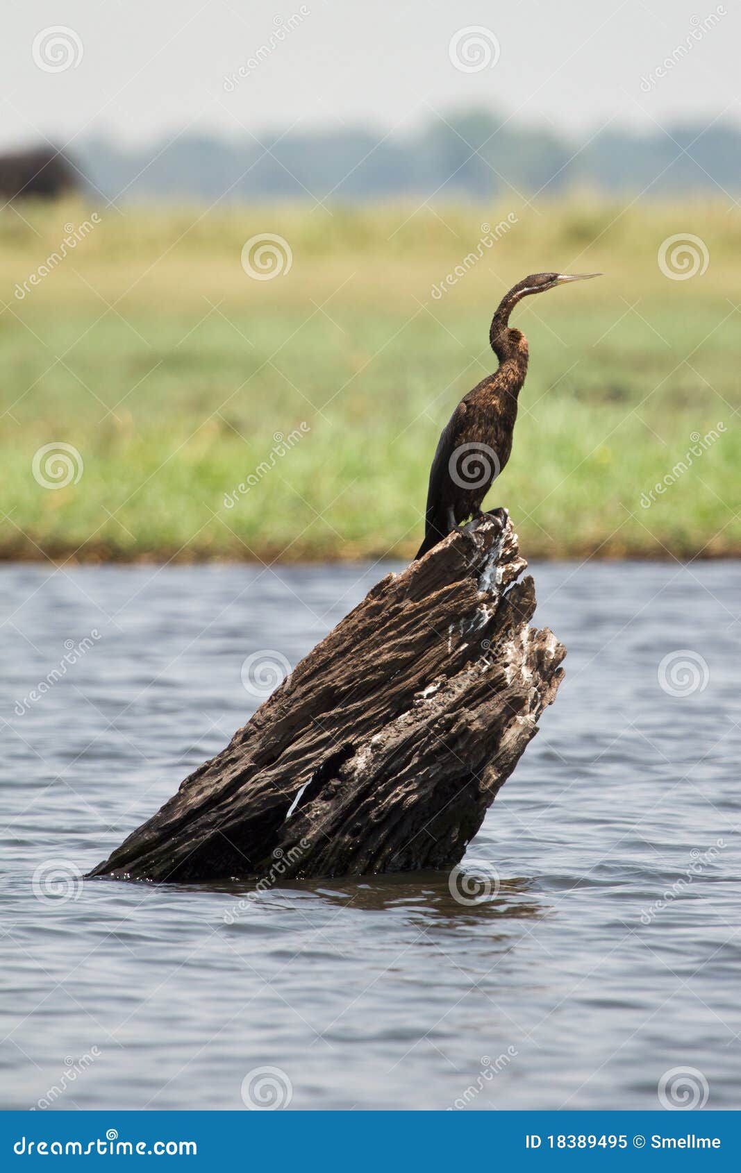 African Darter stock image. Image of bill, africa, safari - 18389495