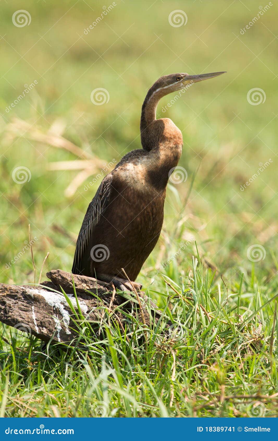 African Darter stock image. Image of avian, sharp, darter - 18389741