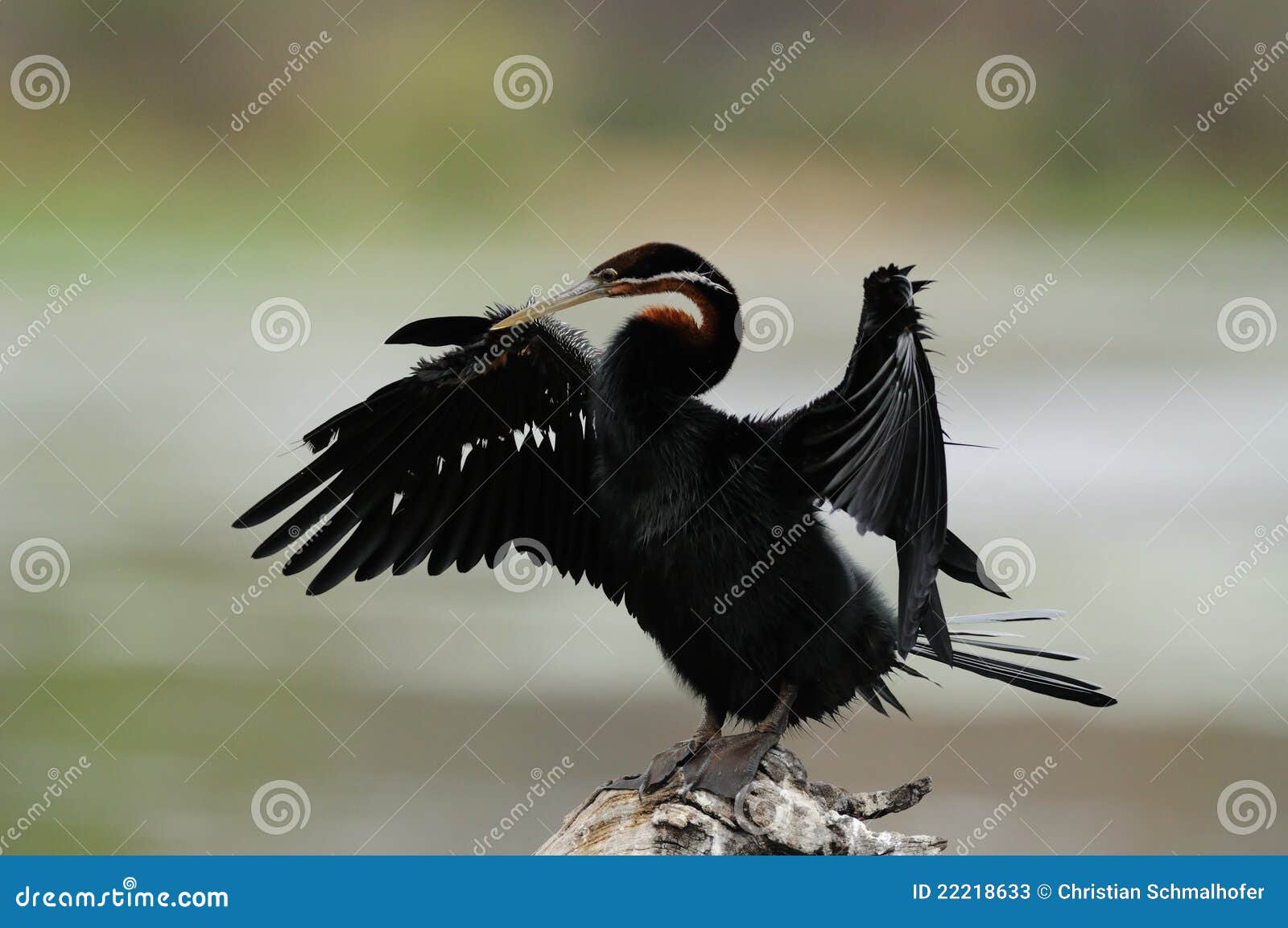 African Darter stock image. Image of nature, animal, bird - 22218633