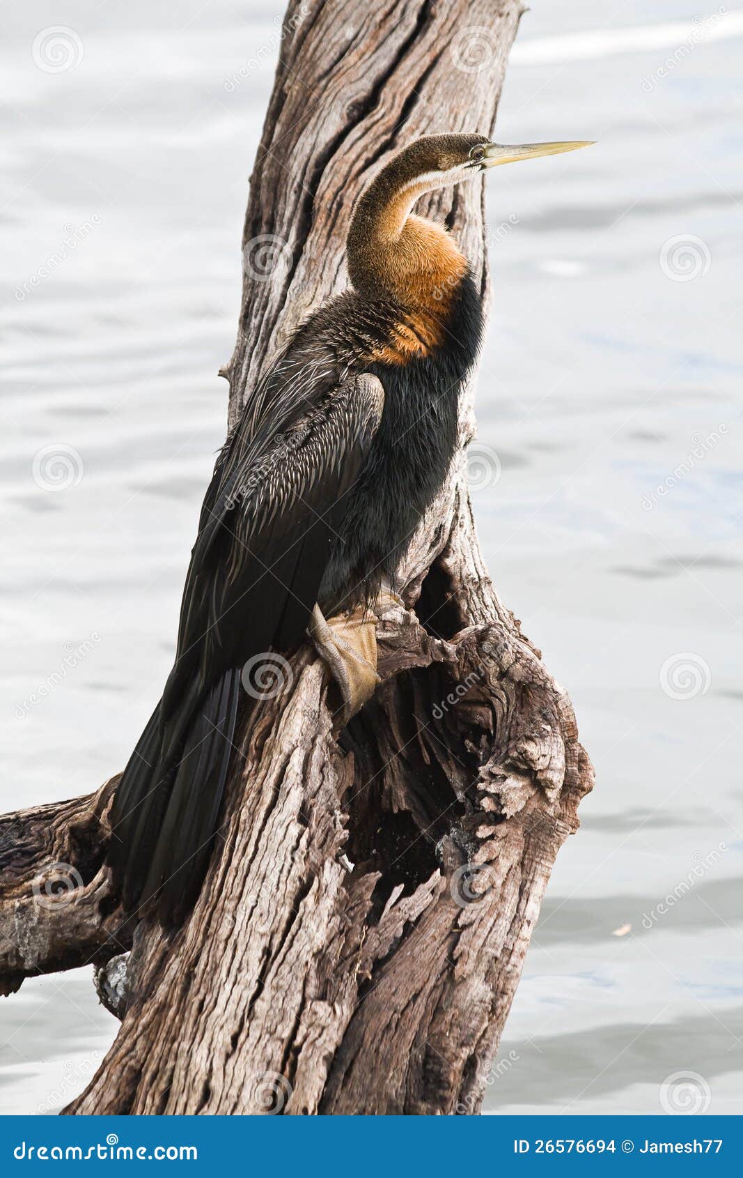 African Darter stock photo. Image of african, tree, branch - 26576694