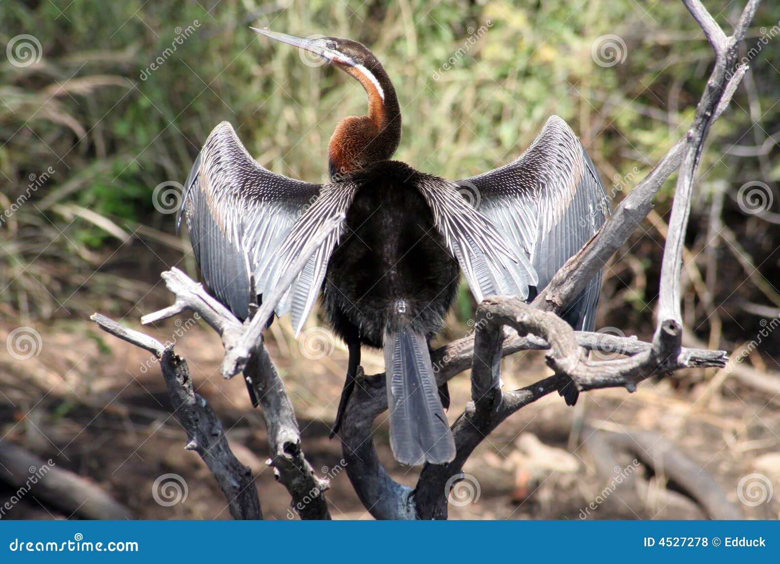 African darter stock photo. Image of feathers, animal - 4527278