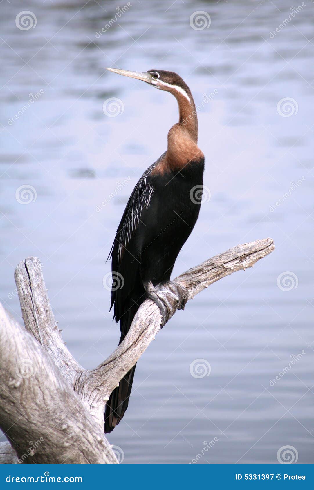 African Darter stock image. Image of eyes, background - 5331397