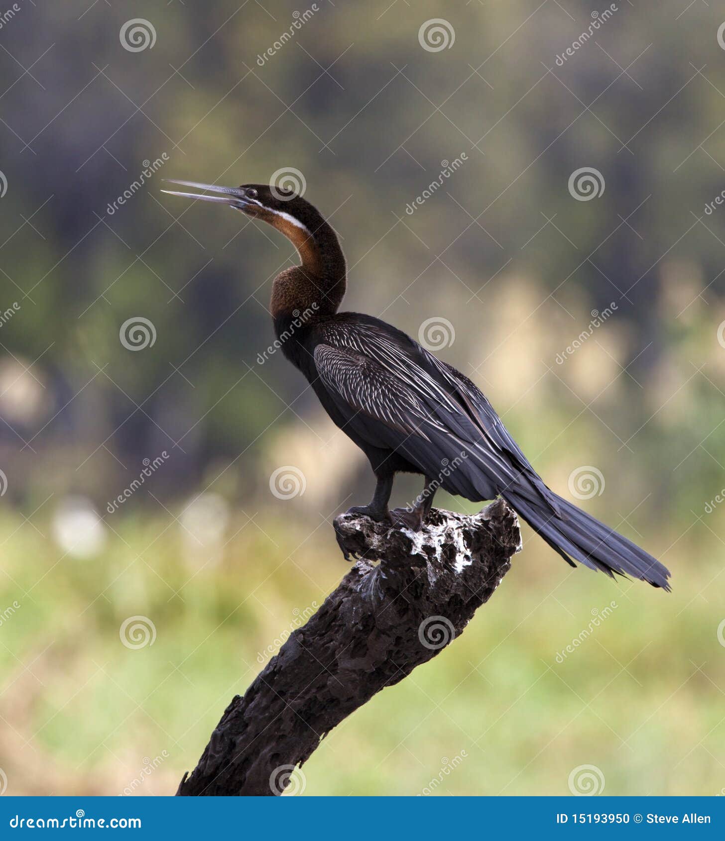 African Darter - Anhinga Melanogaster - Botswana Stock Photo - Image of ...