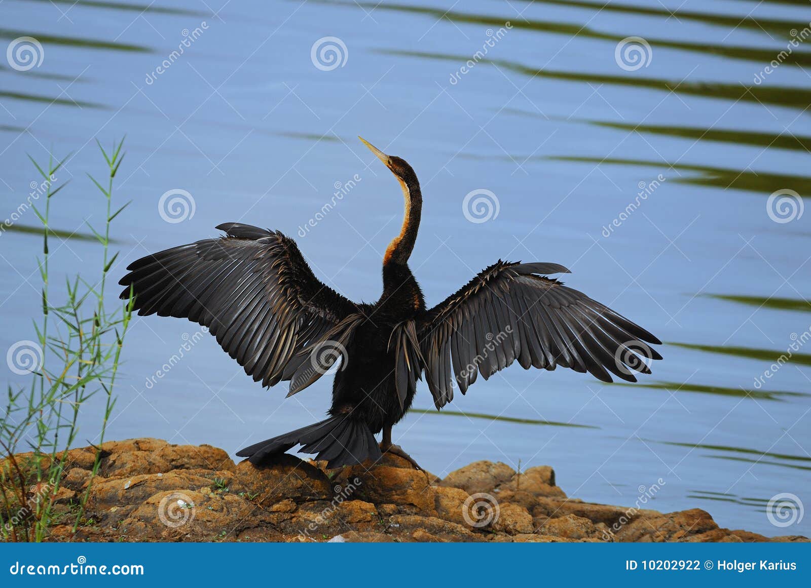 African Darter (Anhinga Rufa) Stock Photo - Image of bird, drive: 10202922