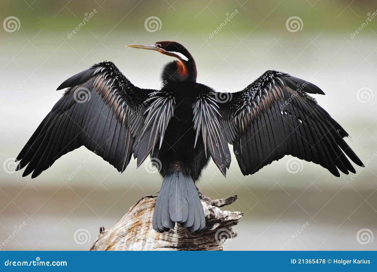 African Darter (Anhinga Rufa) Stock Photo - Image of nature, wild: 21365478