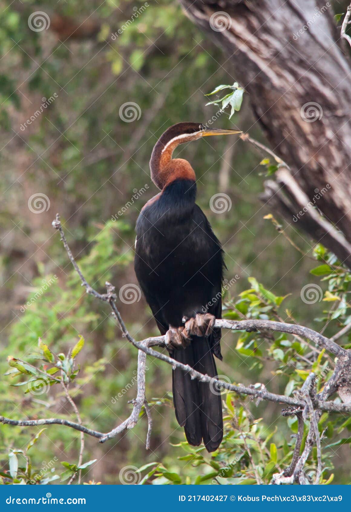 African Darter Anhinga Rufa 10742 Stock Image - Image of anhinga, bird ...