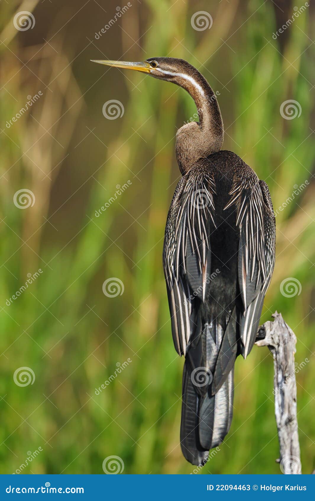 African Darter (Anhinga Rufa) Stock Image - Image of snakebird, animal ...