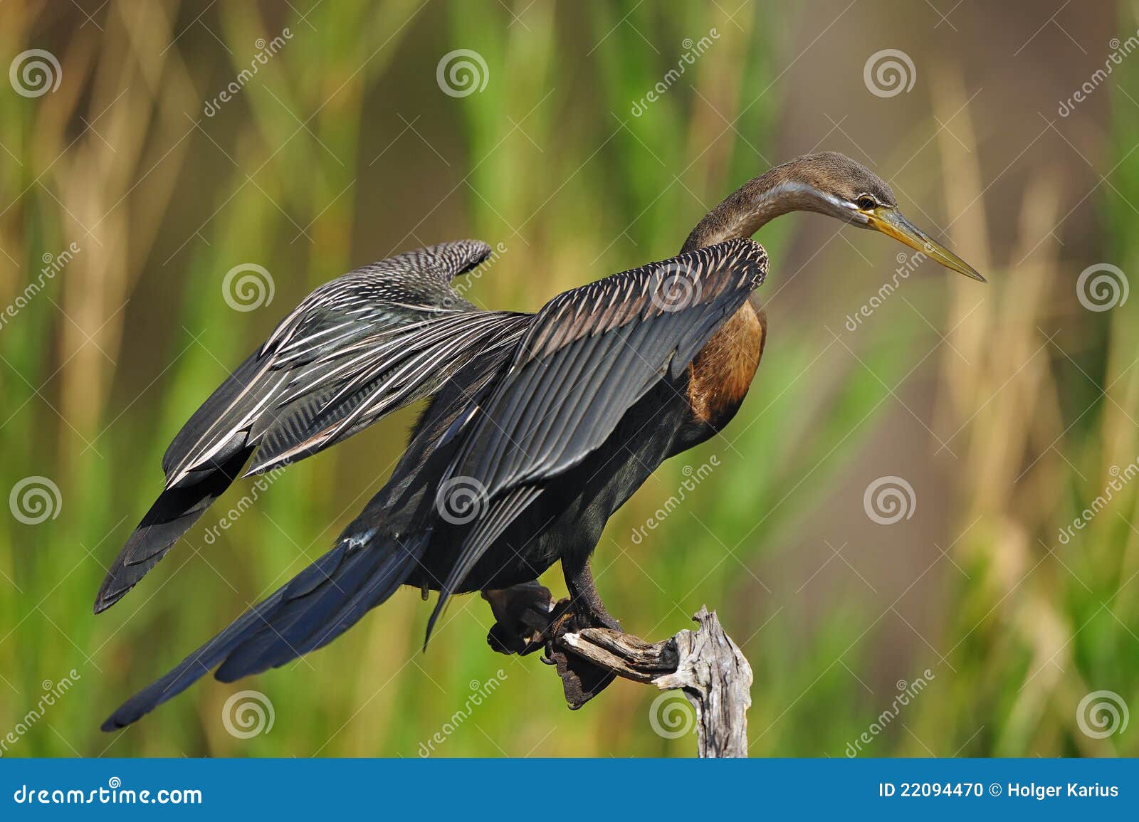 African Darter (Anhinga Rufa) Stock Photo - Image of darter, birding ...