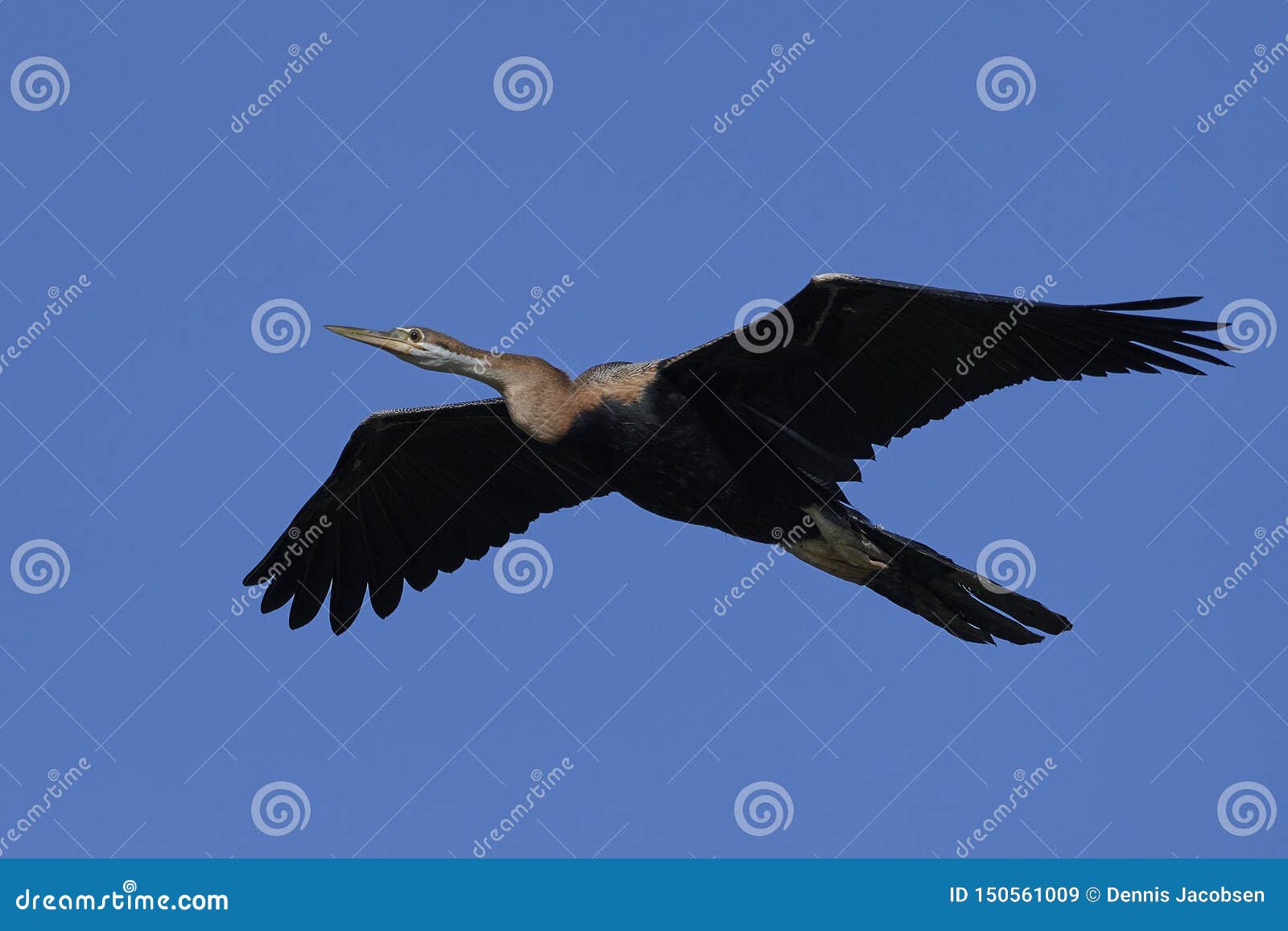 African Darter Anhinga Rufa Stock Image - Image of wildlife, african ...