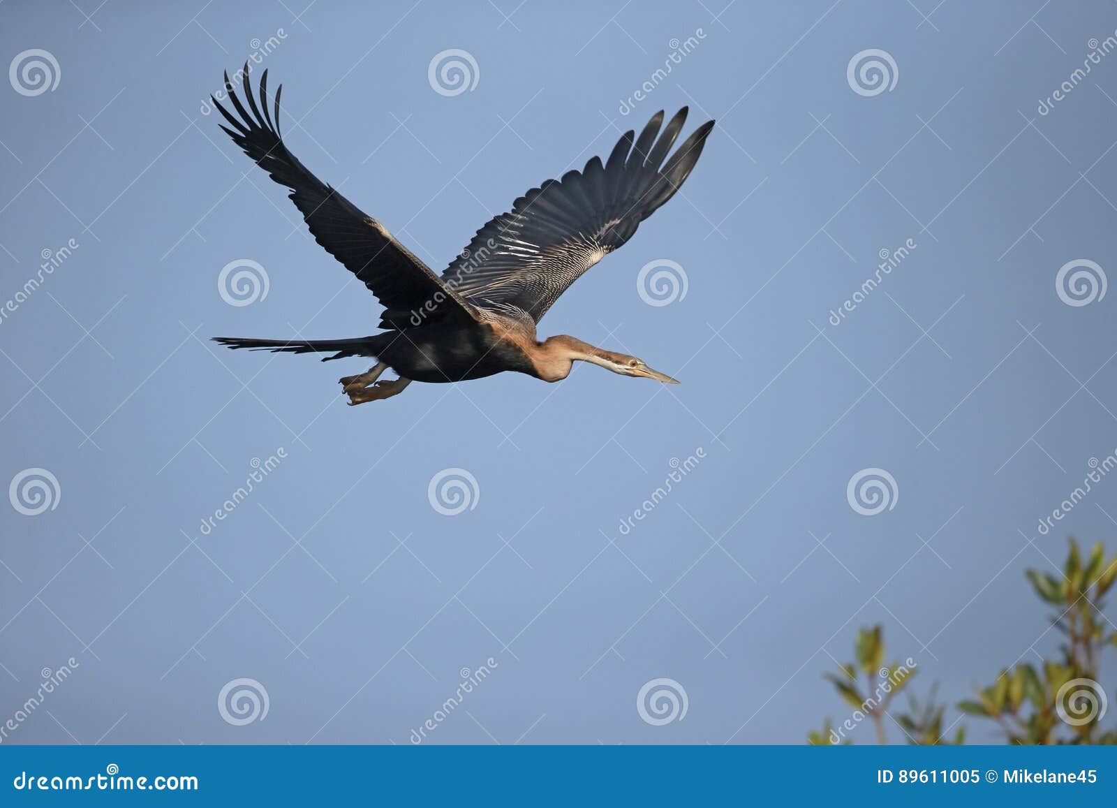 African Darter, Anhinga Rufa Stock Image - Image of nature, rufa: 89611005