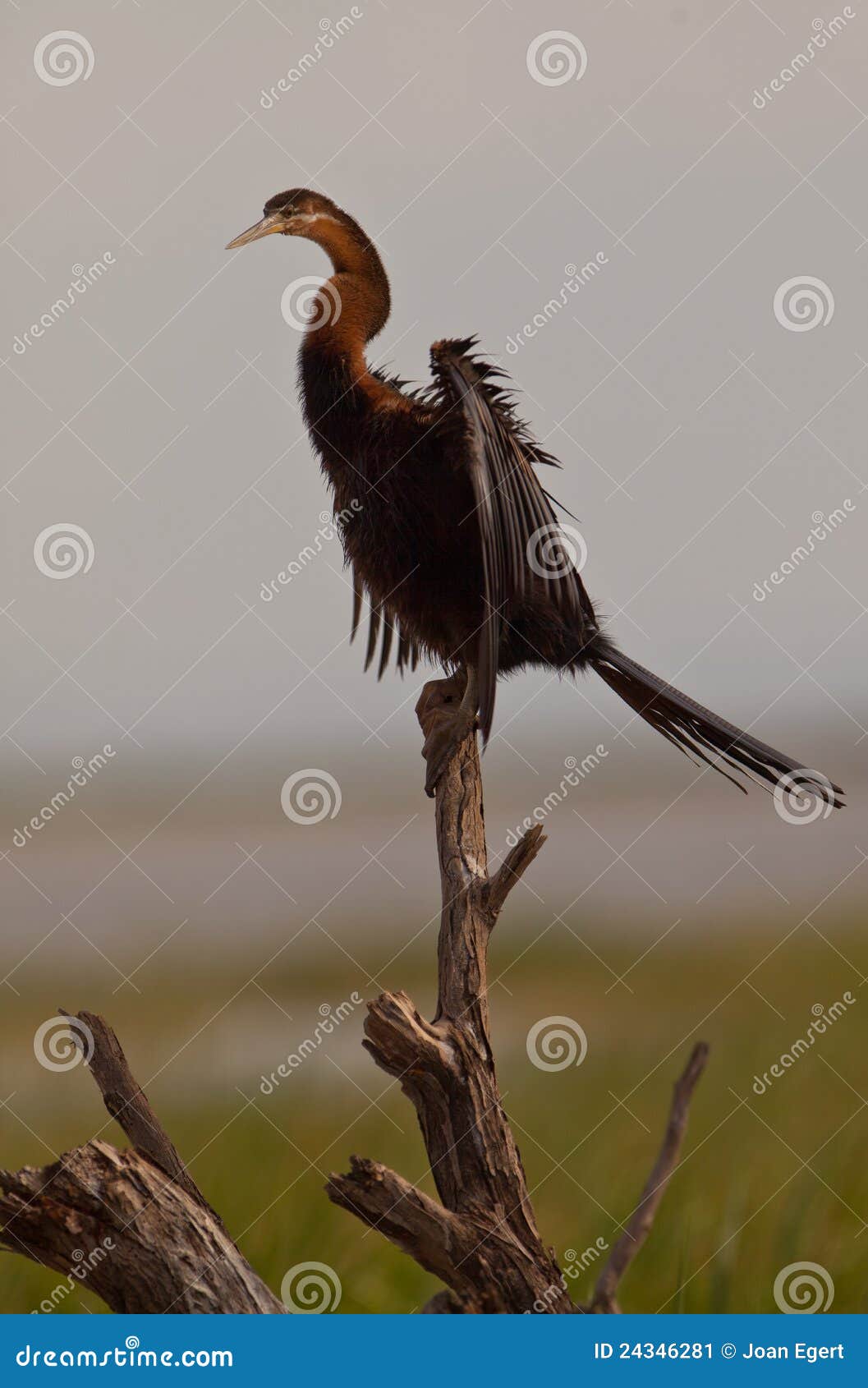 African Darter on a branch stock image. Image of fauna - 24346281