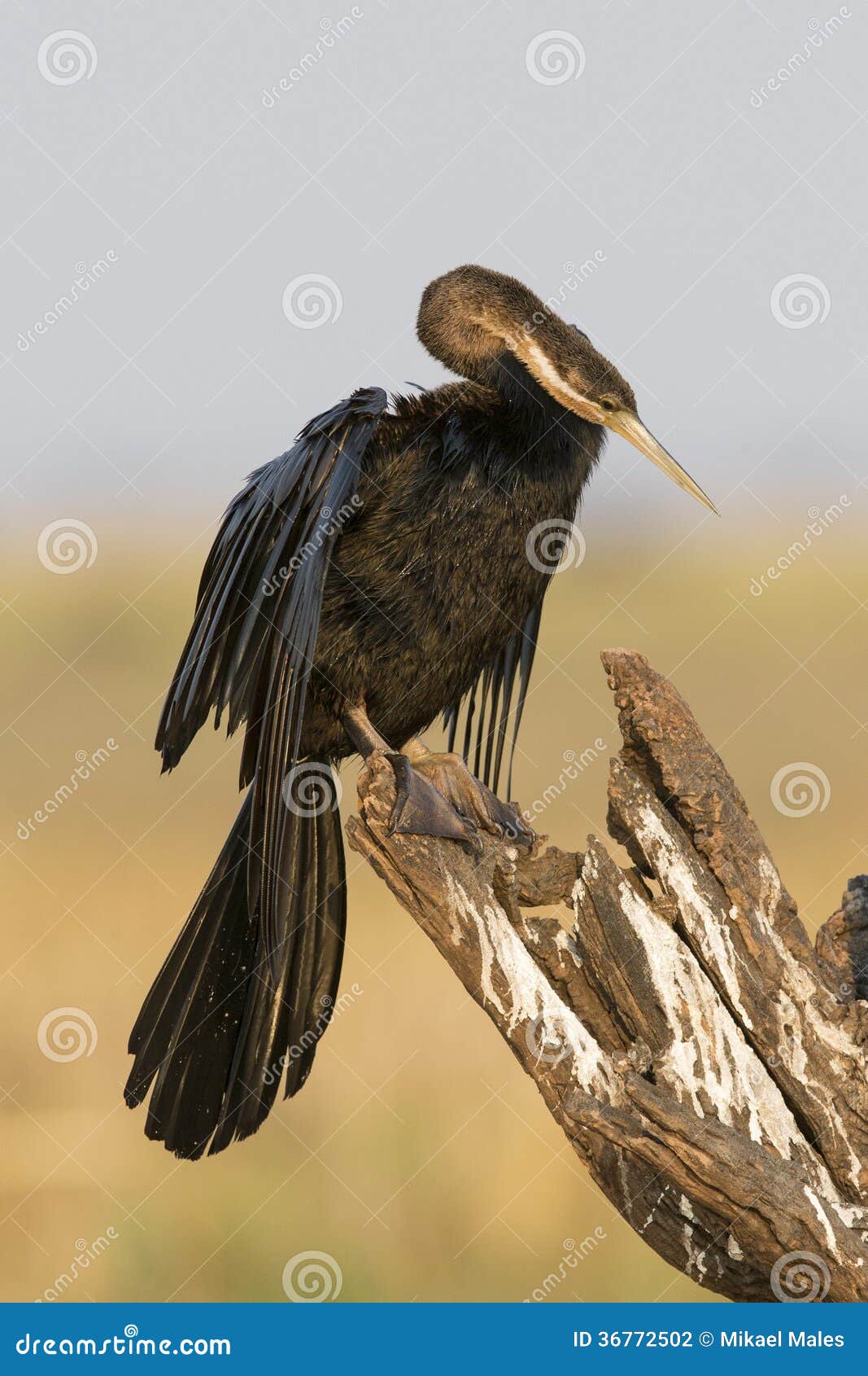 African Darter in Great Sunlight Stock Photo - Image of attractive ...