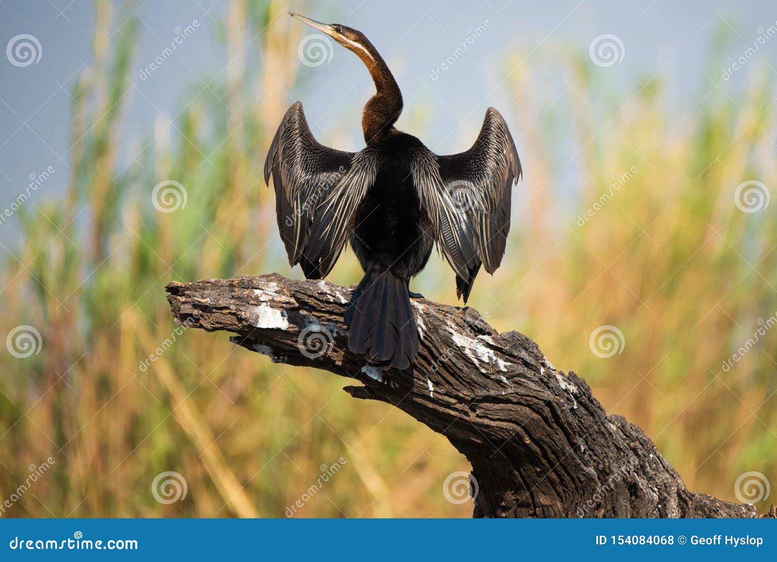 African Darter Sits on a Log Stock Photo - Image of wings, african ...