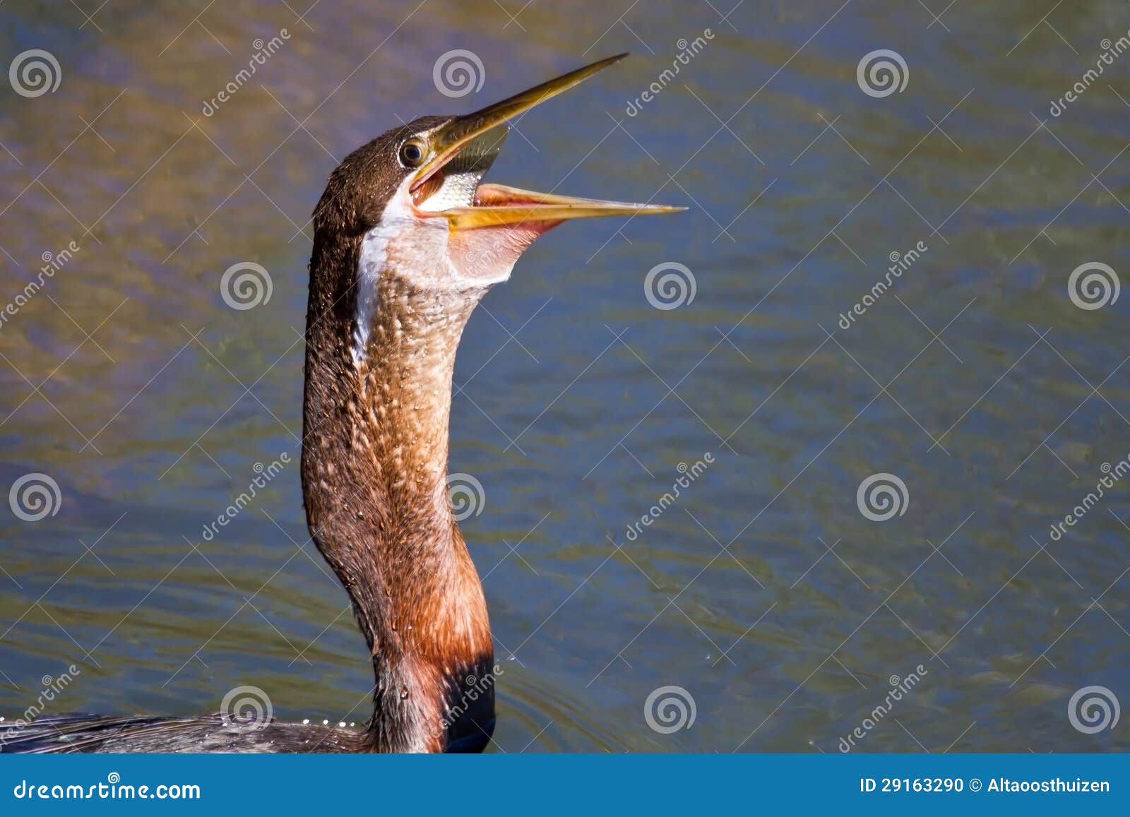 African Darter Swallow Fish Stock Photo - Image of neck, hold: 29163290
