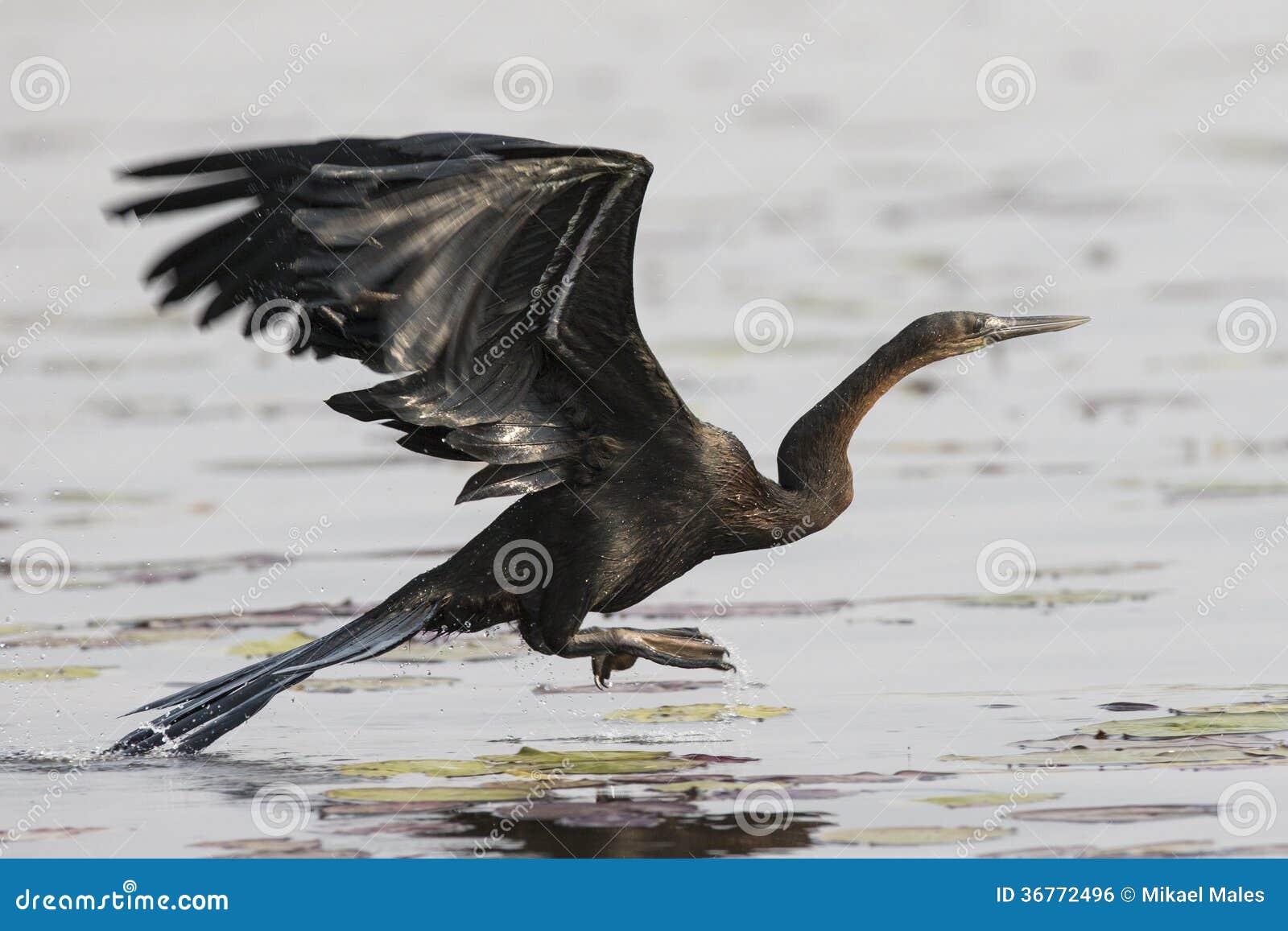 African Darter Royalty-Free Stock Photo | CartoonDealer.com #12416733