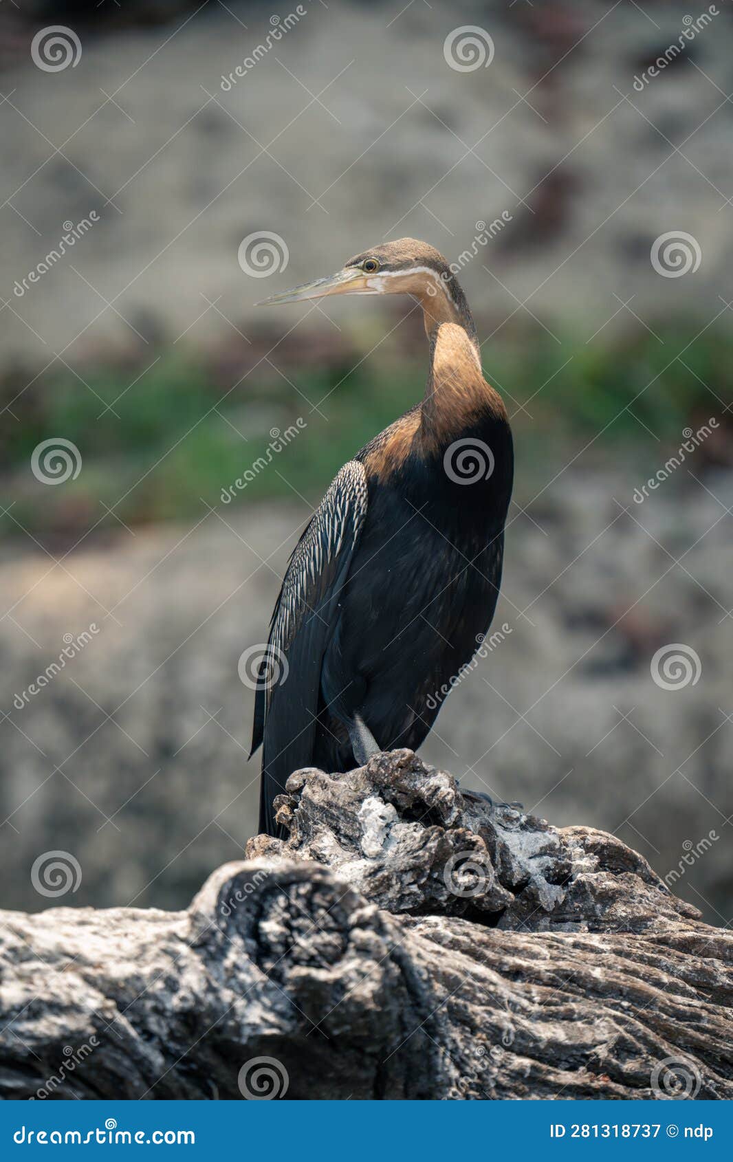 African Darter on Tree Stump Turning Head Stock Image - Image of branch ...