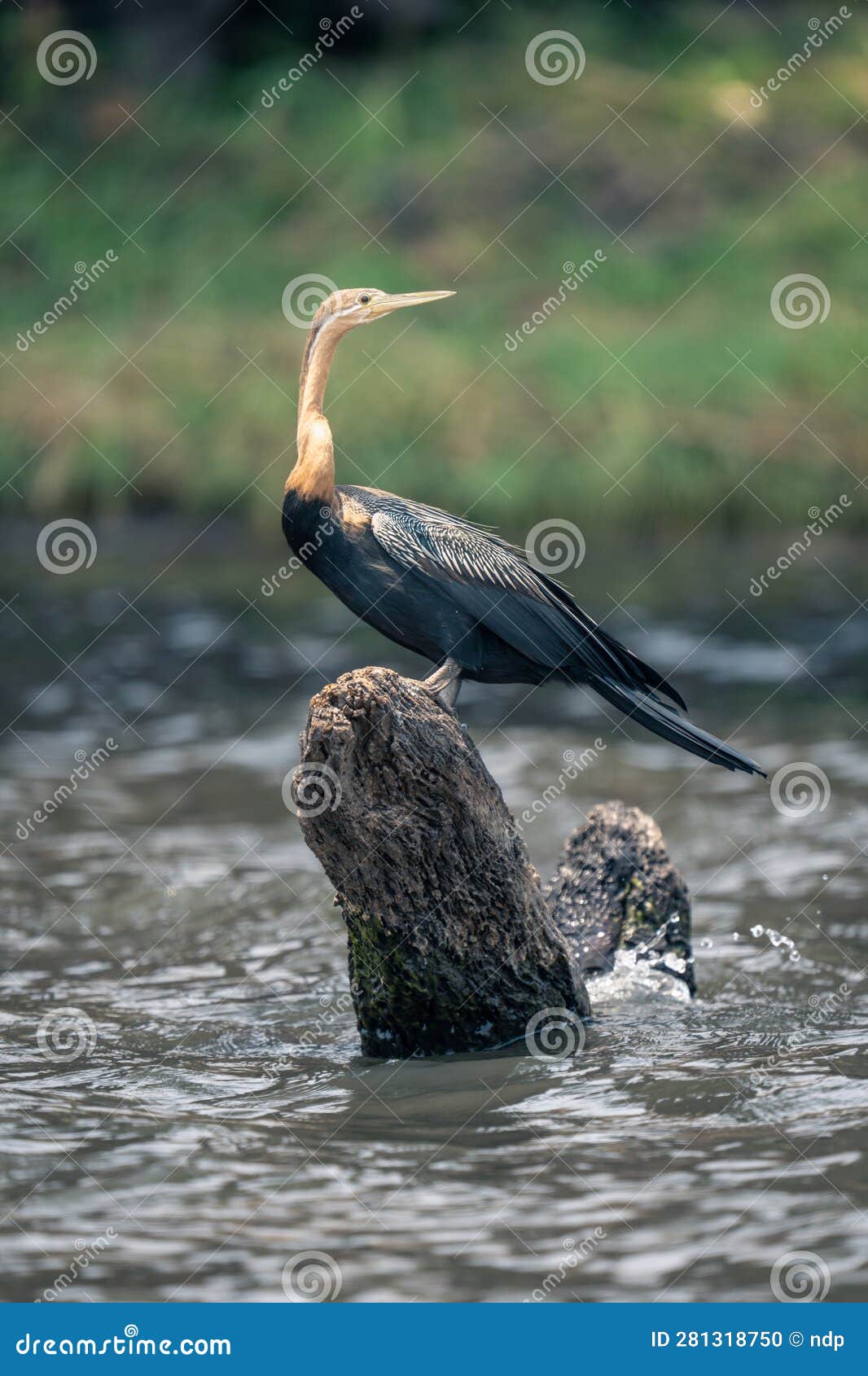 African Darter Turns Head on Dead Log Stock Photo - Image of animals ...