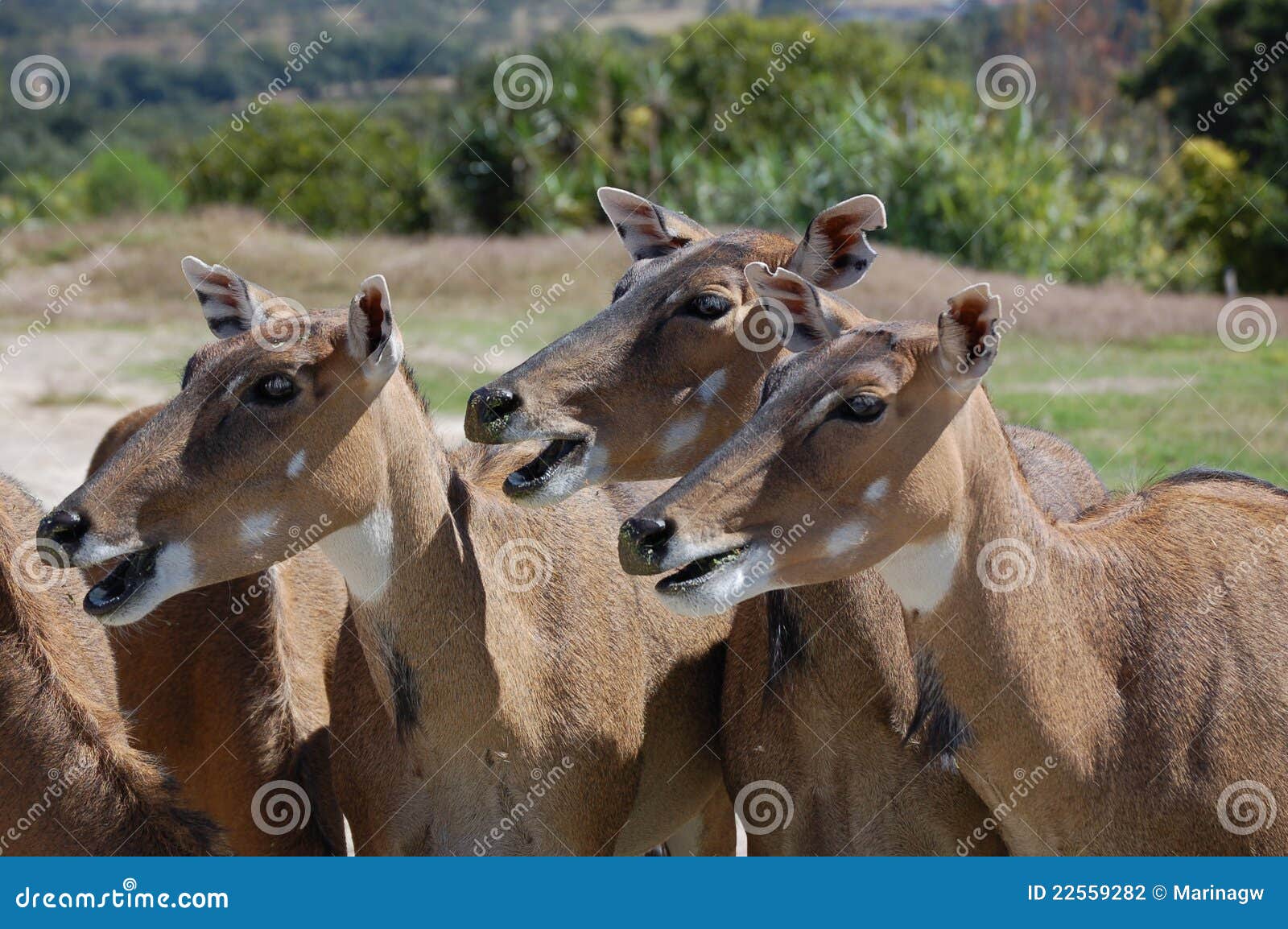 African Deer stock photo. Image of wildlife, deer, eating - 22559282