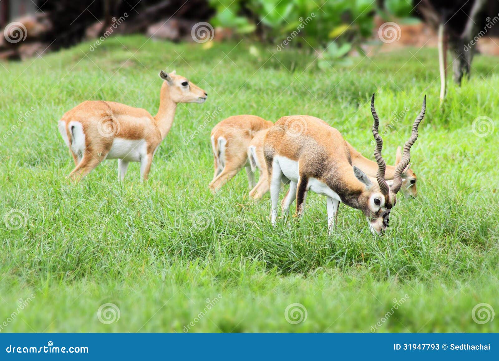 African Deer Family in the Field Stock Image - Image of game, antelope ...