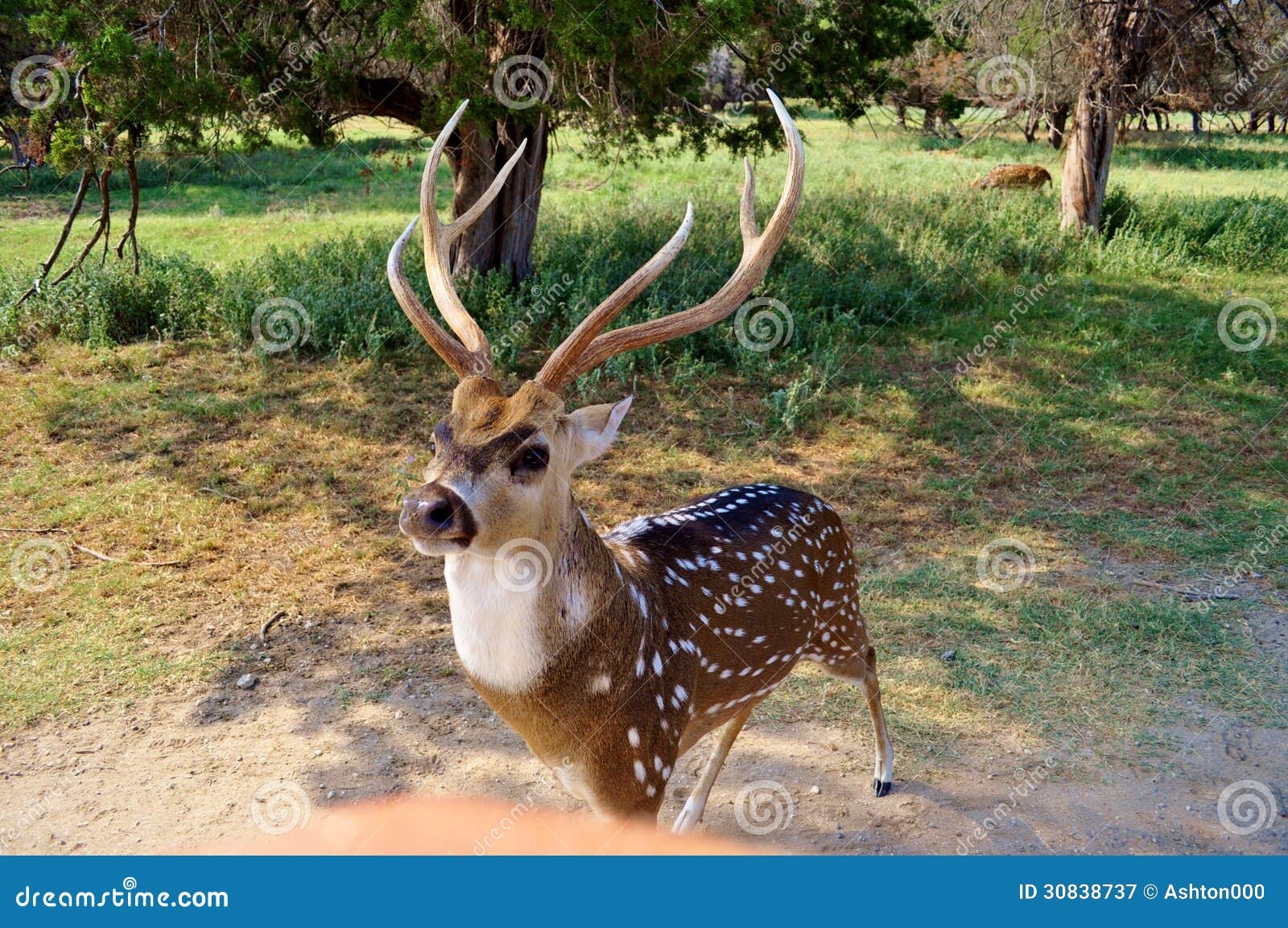 African Deer stock image. Image of standing, earth, herbivore - 30838737