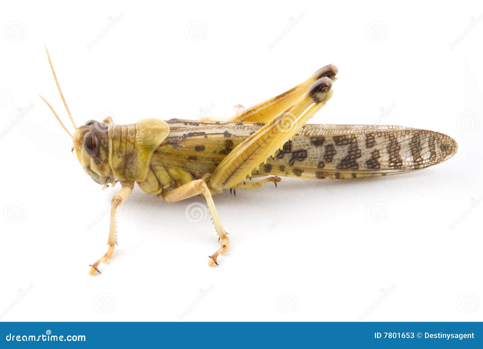 African Desert Locust stock image. Image of schistocerca - 7801653
