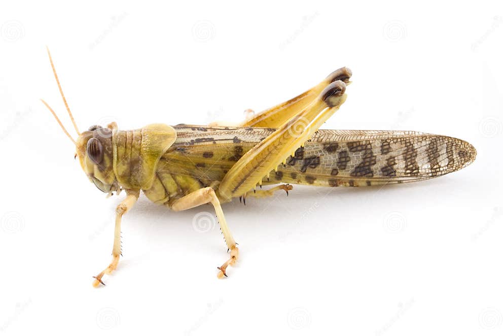 African Desert Locust stock image. Image of schistocerca - 7801653