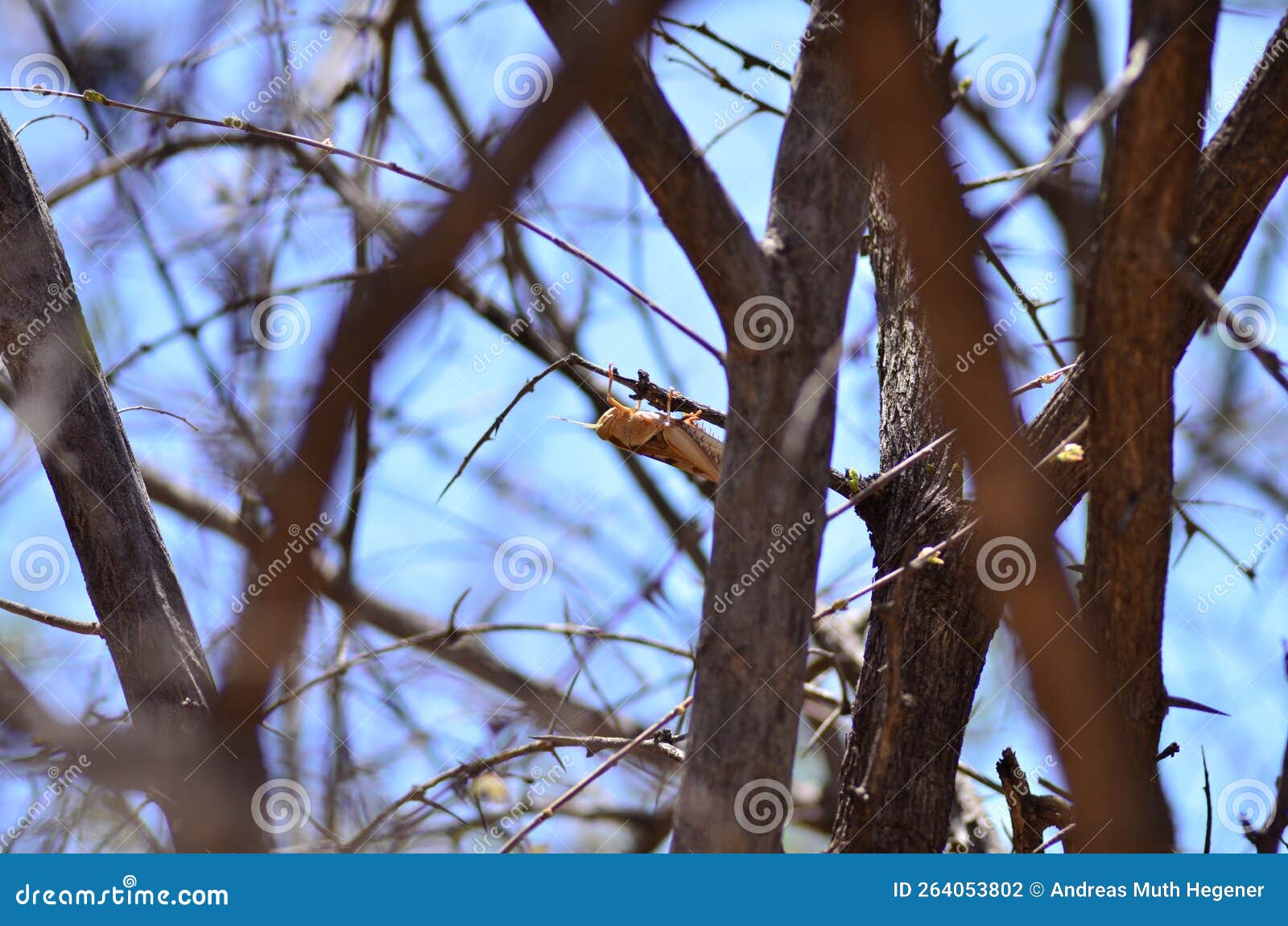 A Plague Locust Continues To Lay Eggs. Royalty-Free Stock Image ... A Plague Locust Continues To Lay Eggs. Royalty-Free Stock Image ...