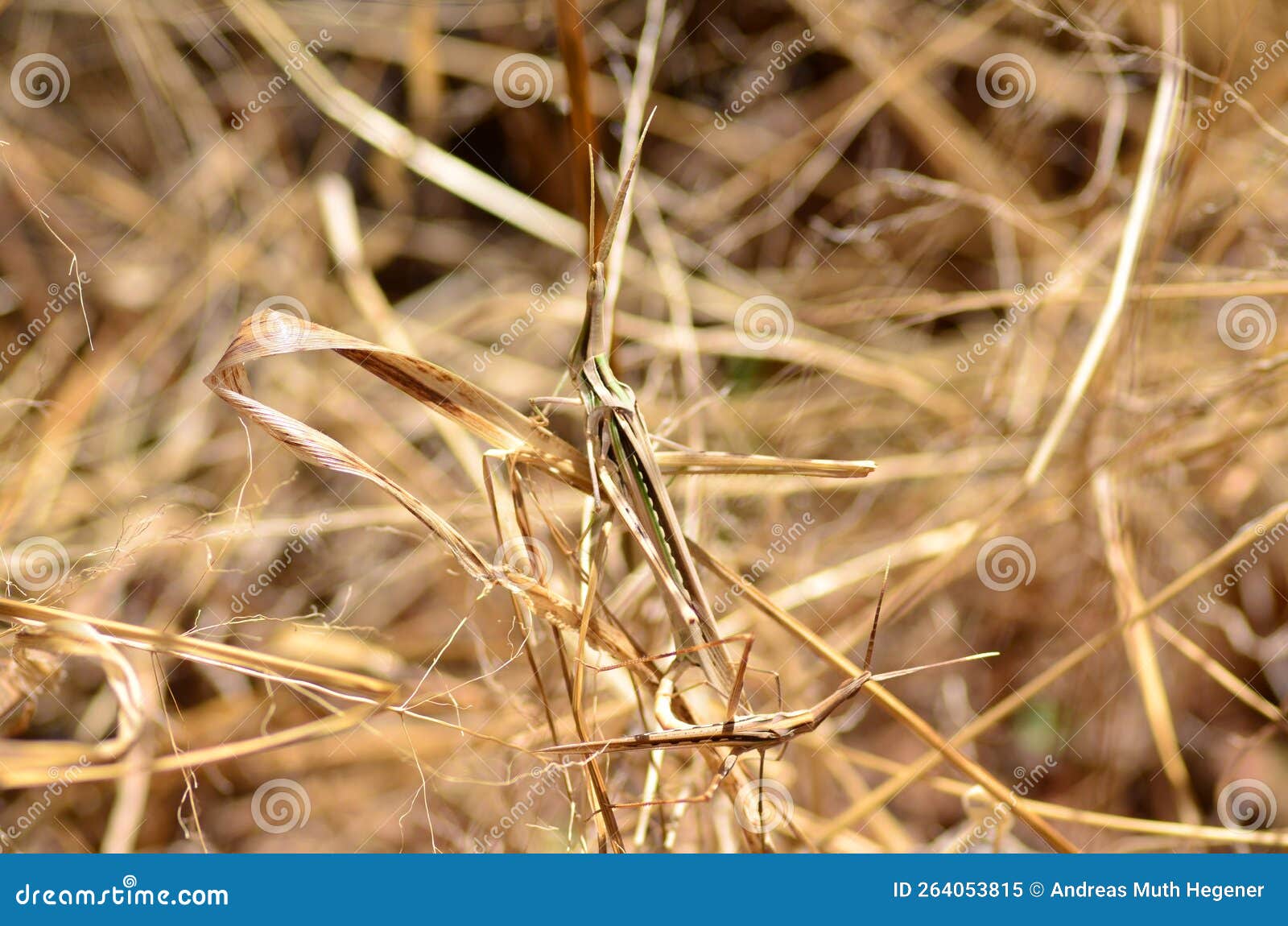 A Plague Locust Continues To Lay Eggs. Royalty-Free Stock Image ... A Plague Locust Continues To Lay Eggs. Royalty-Free Stock Image ...