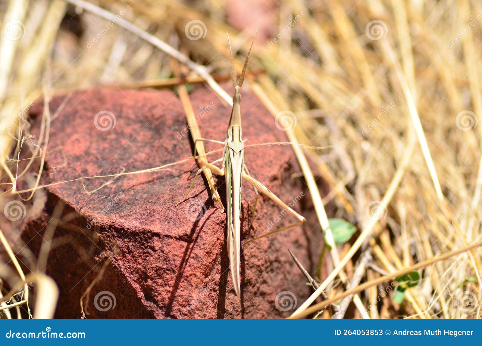 A Plague Locust Continues To Lay Eggs. Royalty-Free Stock Image ... A Plague Locust Continues To Lay Eggs. Royalty-Free Stock Image ...
