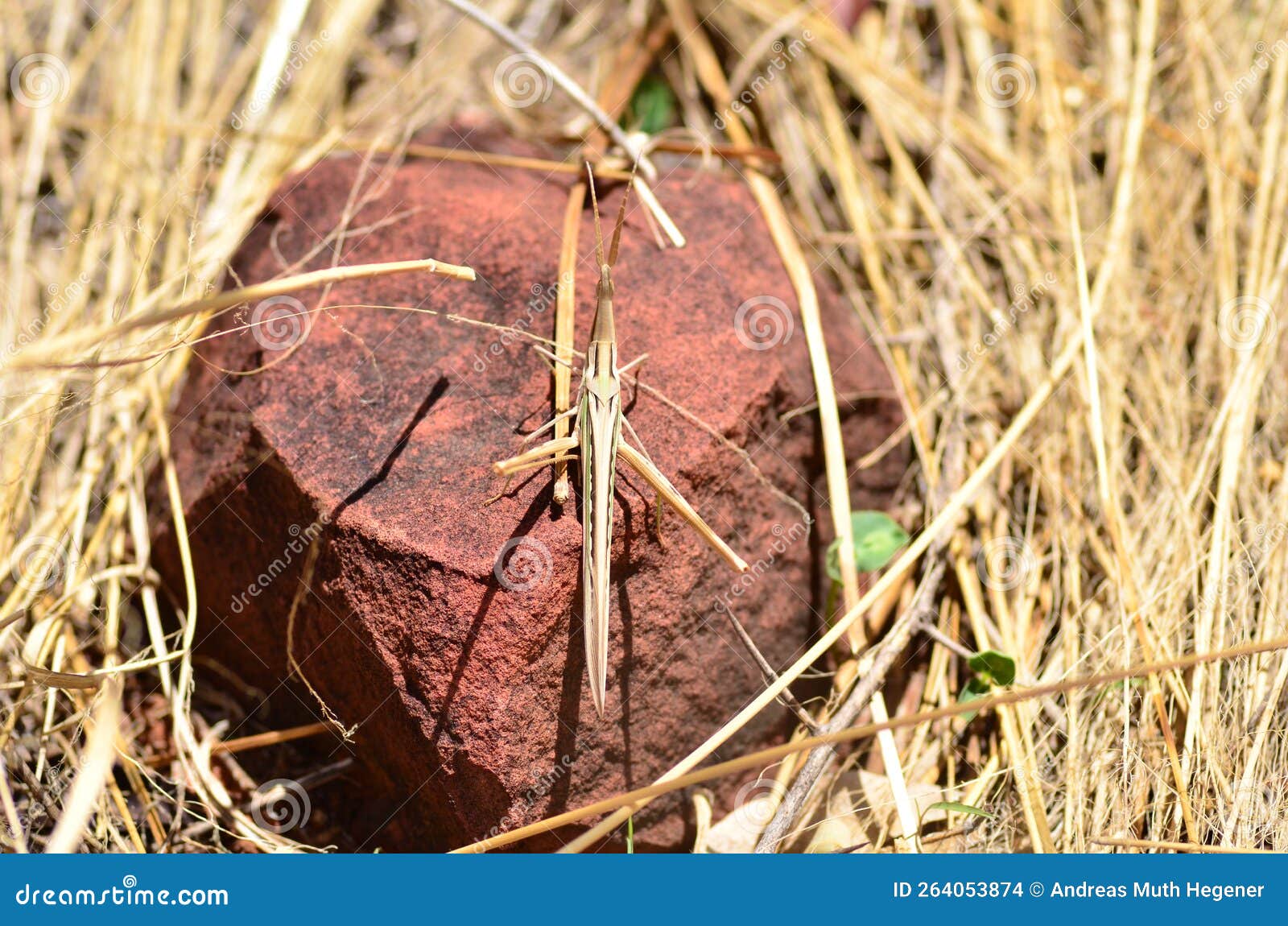 A Plague Locust Continues To Lay Eggs. Royalty-Free Stock Image ... A Plague Locust Continues To Lay Eggs. Royalty-Free Stock Image ...