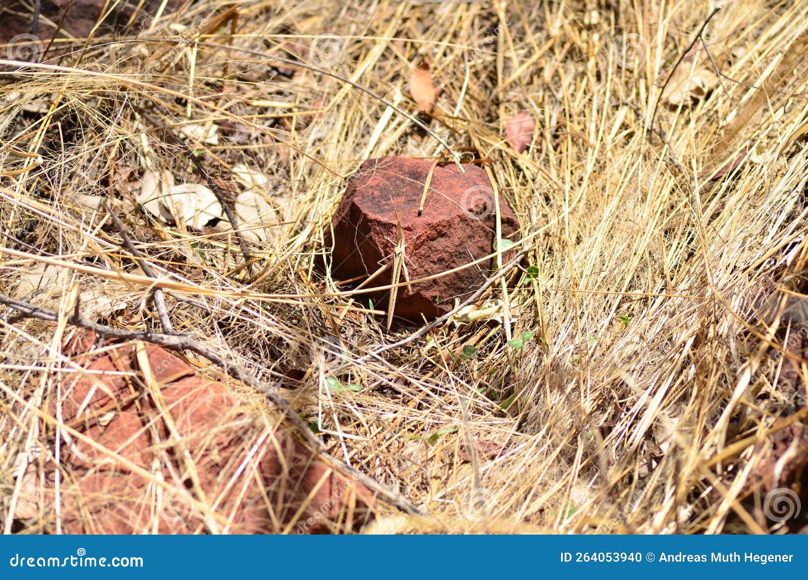 A Plague Locust Continues To Lay Eggs. Royalty-Free Stock Image ... A Plague Locust Continues To Lay Eggs. Royalty-Free Stock Image ...