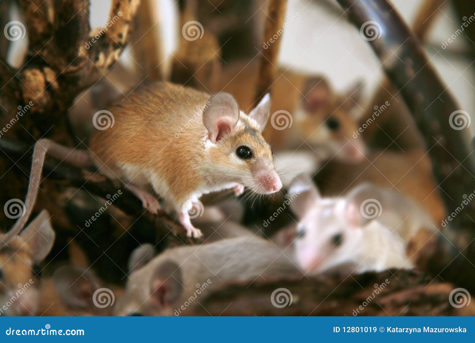 African Desert Collage Royalty-Free Stock Photography | CartoonDealer ...