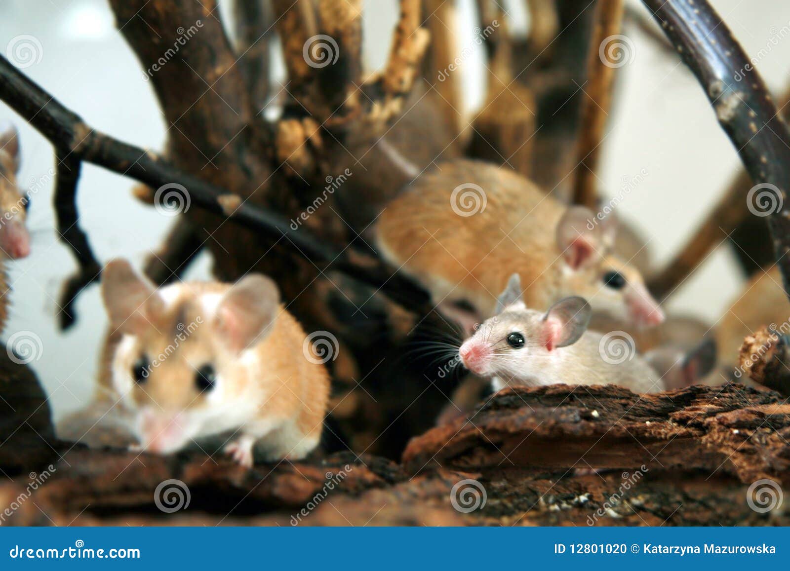 African, Desert Thorny Mouse (Acomys Cahirus ) Stock Photo - Image of ...