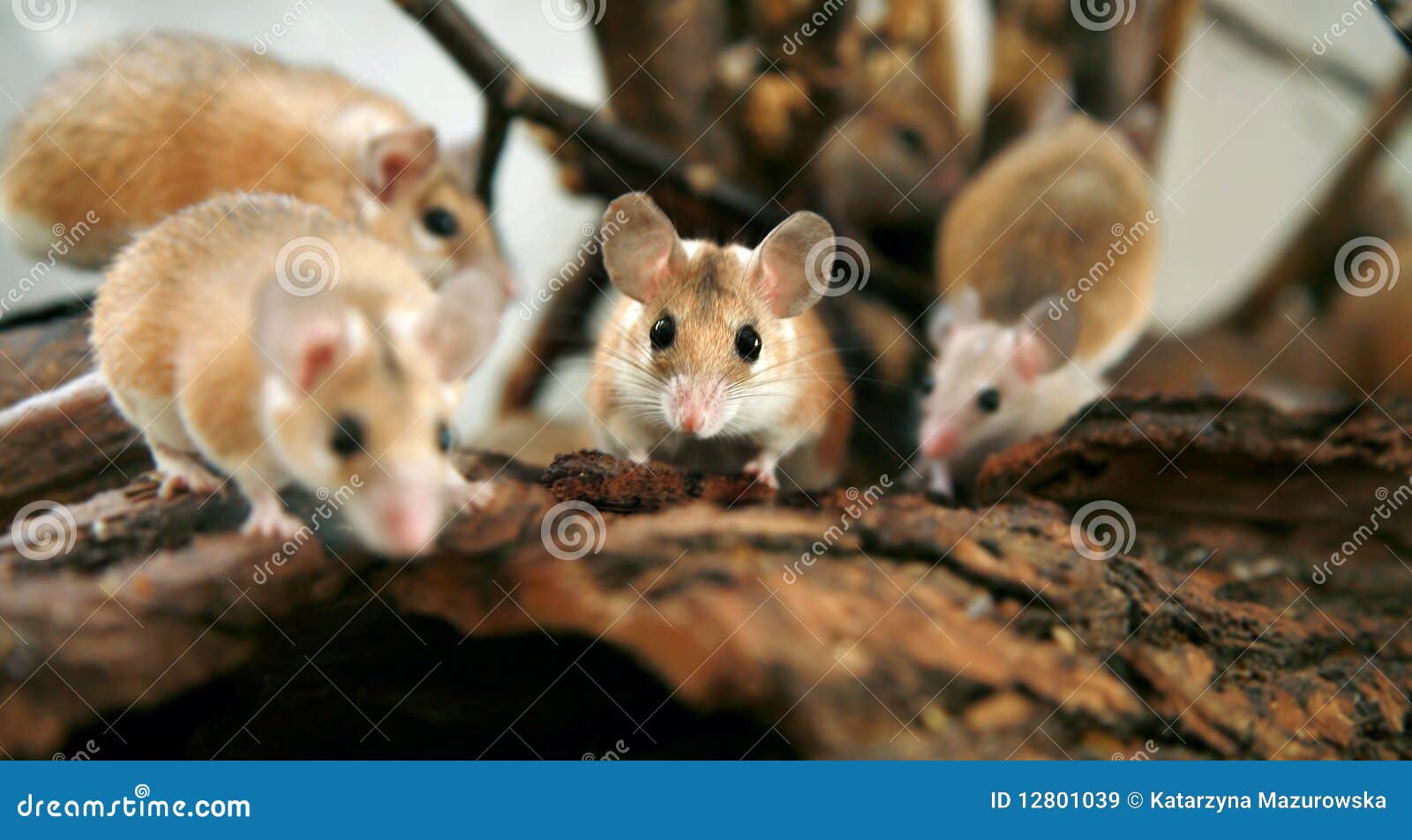 African Desert Collage Royalty-Free Stock Photography | CartoonDealer ...