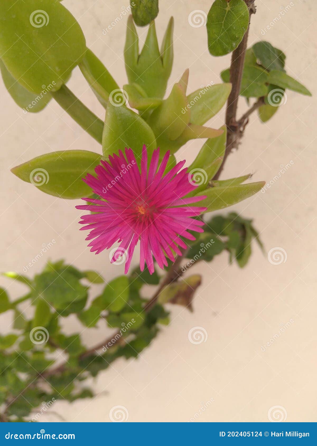 African dew flower stock photo. Image of petal, fully - 202405124