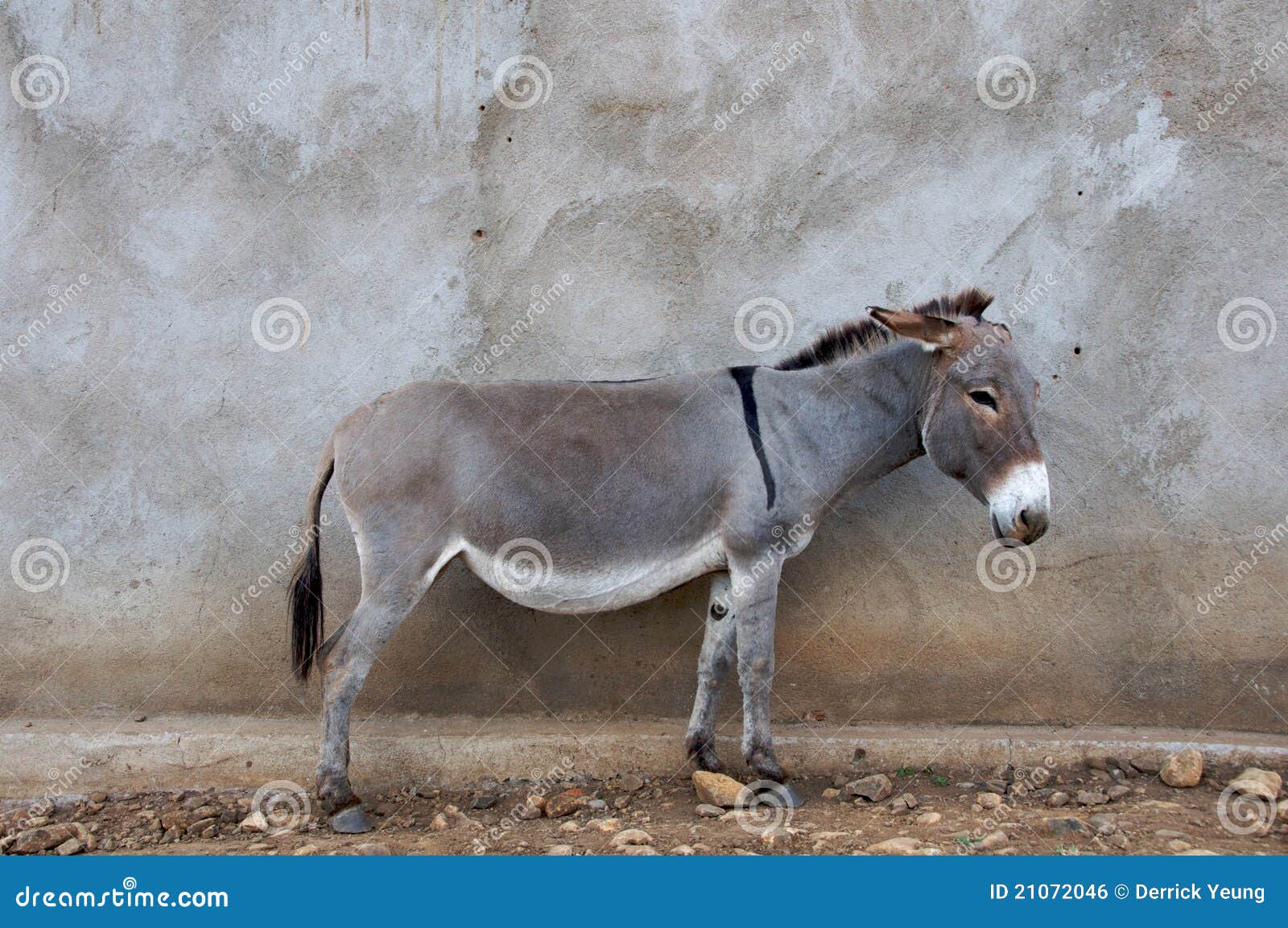 African Donkey stock photo. Image of donkey, tanzania - 21072046