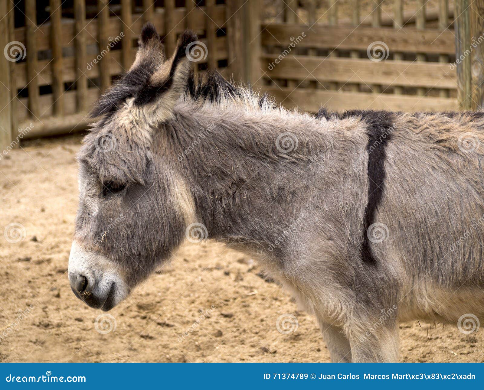 African Donkey profile stock image. Image of herbivorous - 71374789