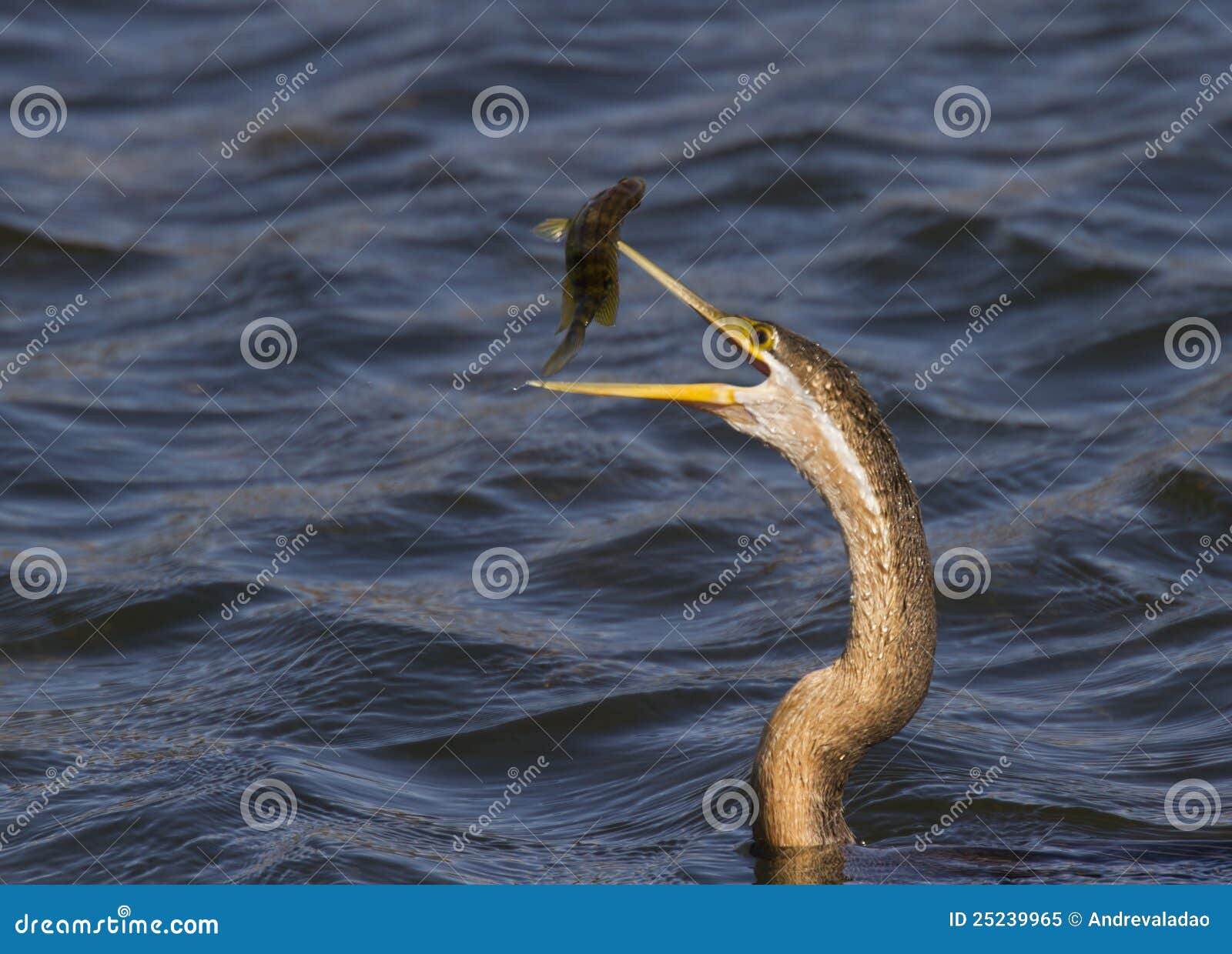 African Drater Tossing a Fish Up in the Air Stock Image - Image of beak ...